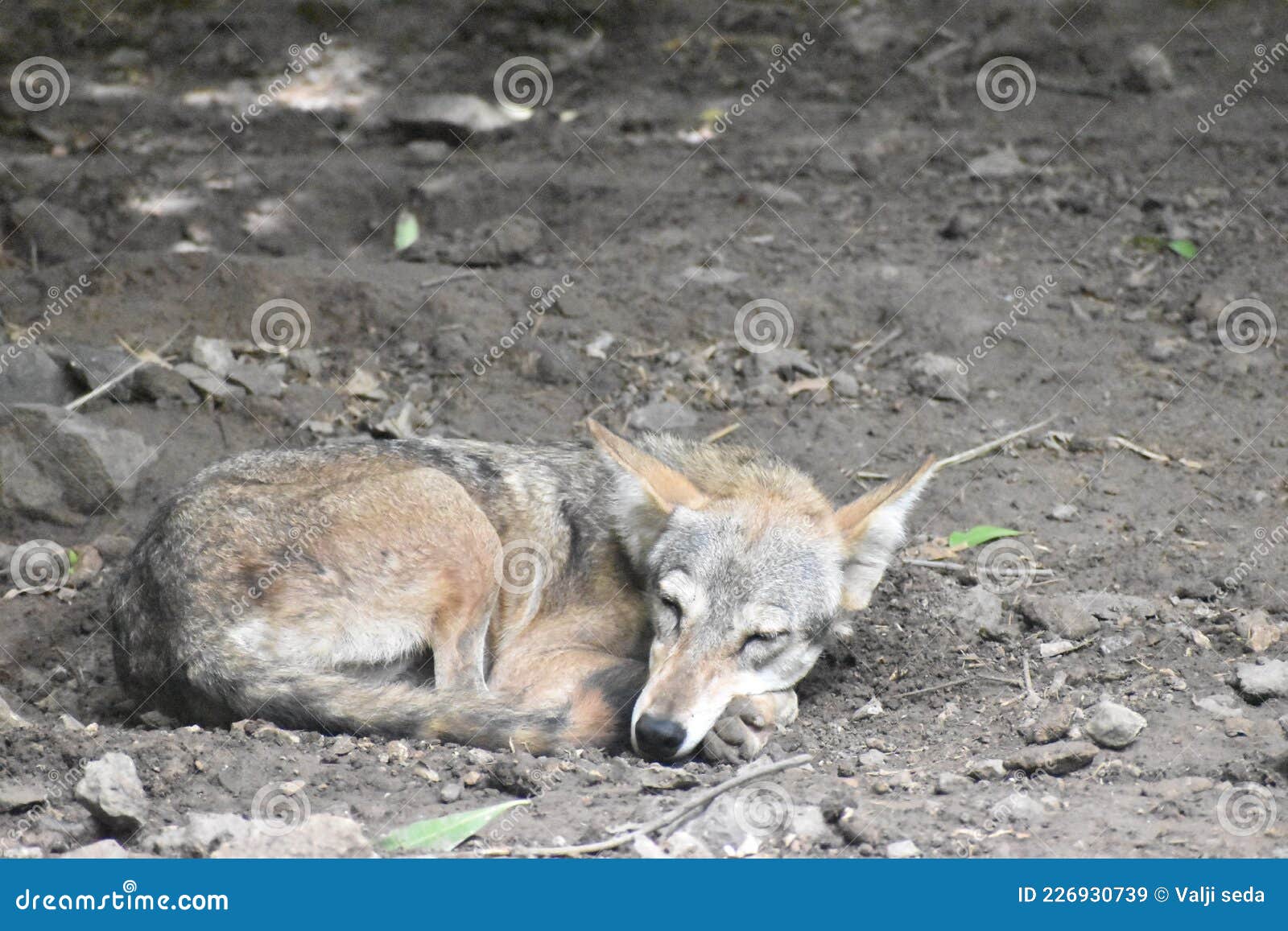 Close Up Shot of Sleeping Jackal Stock Image - Image of rodent, close ...
