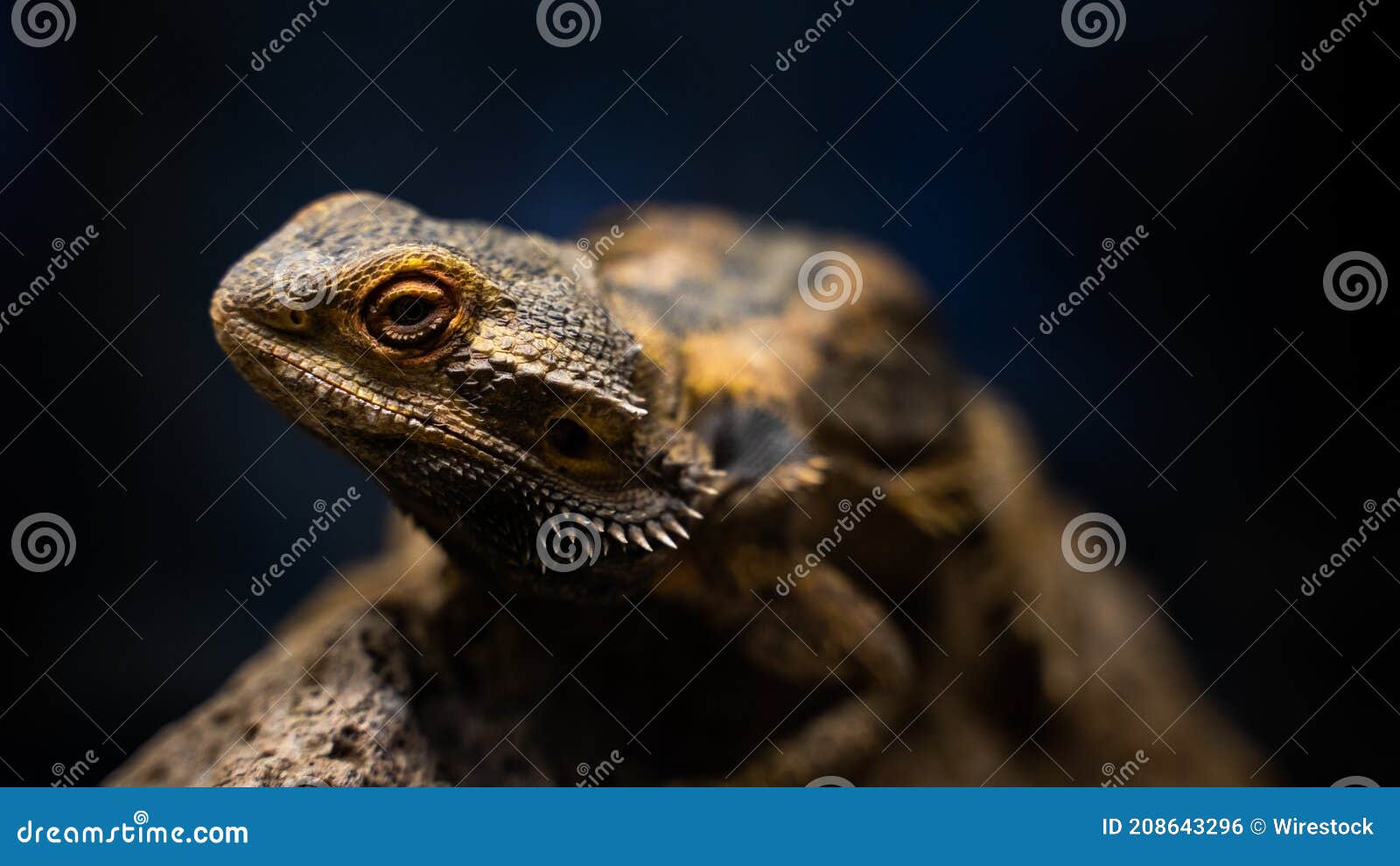 Close Up Shot of a Small Agama Lizard in a Terrarium on a Blurry ...