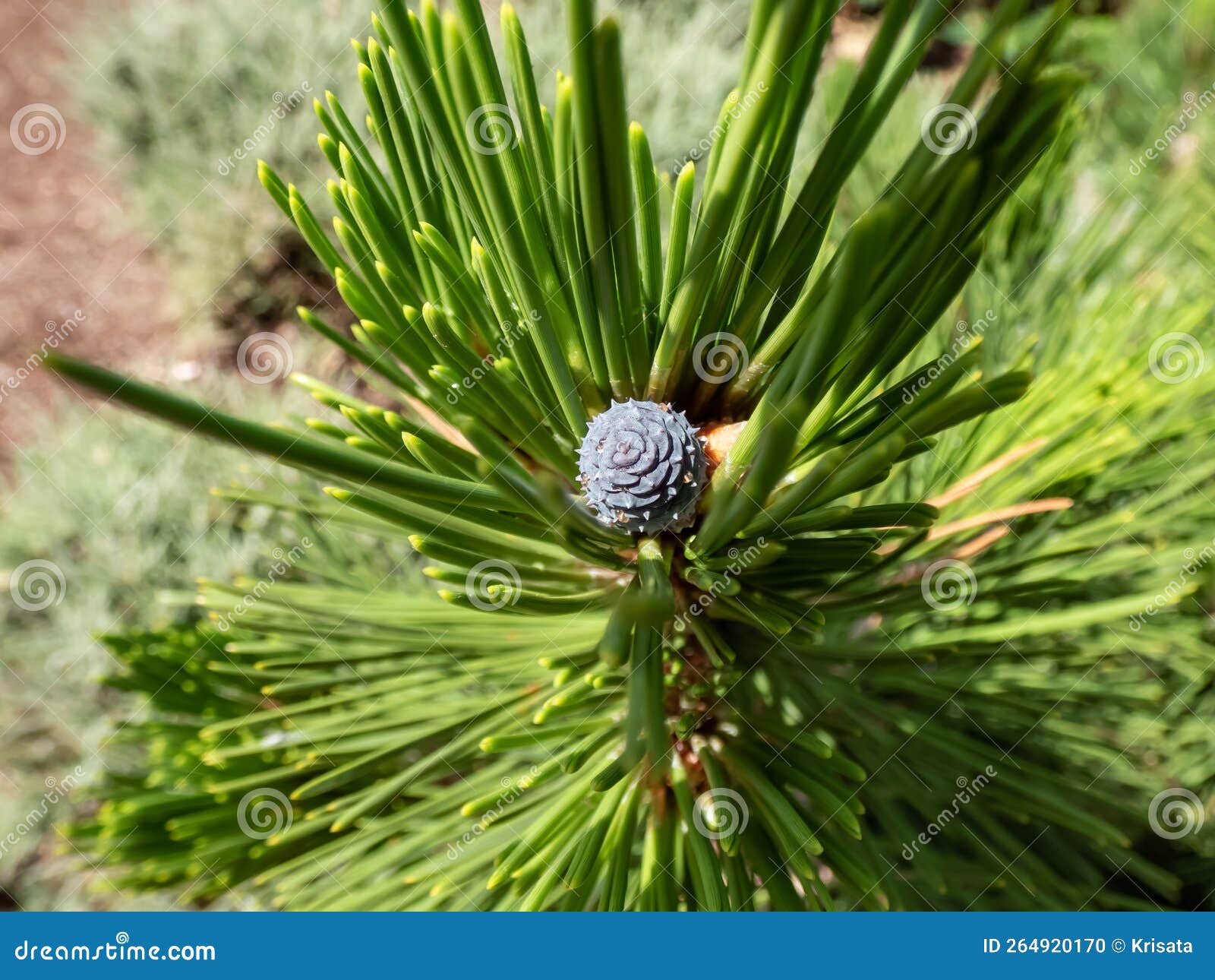 Close-up Shot of a Small Blue Pine Cone among Green Needles of a Pine ...