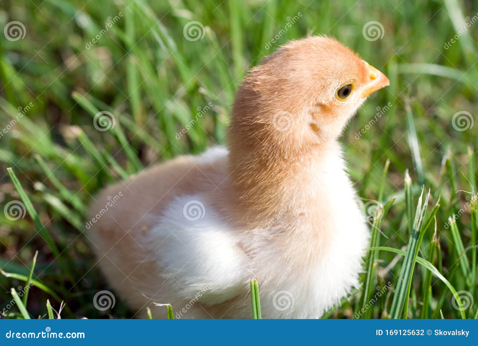 Close Up Shot of a Small Chick on Green Background Stock Photo - Image ...