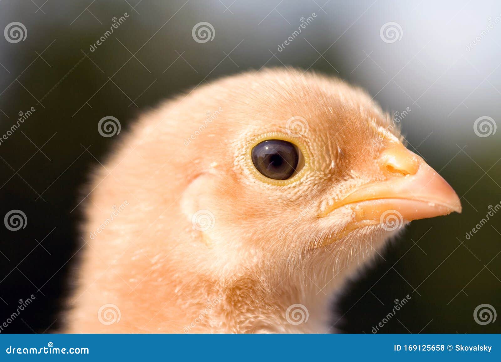 Close Up Shot of a Small Chick on Green Background Stock Photo - Image ...