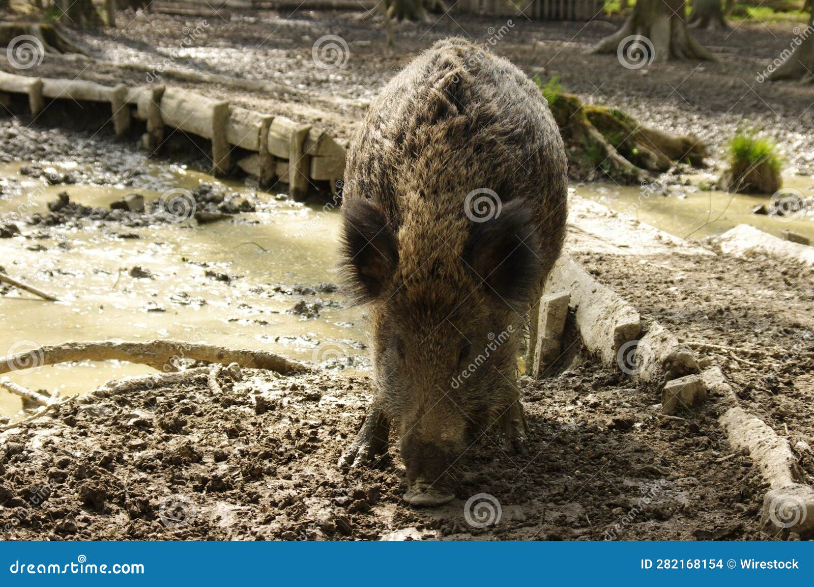 Close-up Shot of a Small Grey Pig Stock Photo - Image of grey, outdoor ...