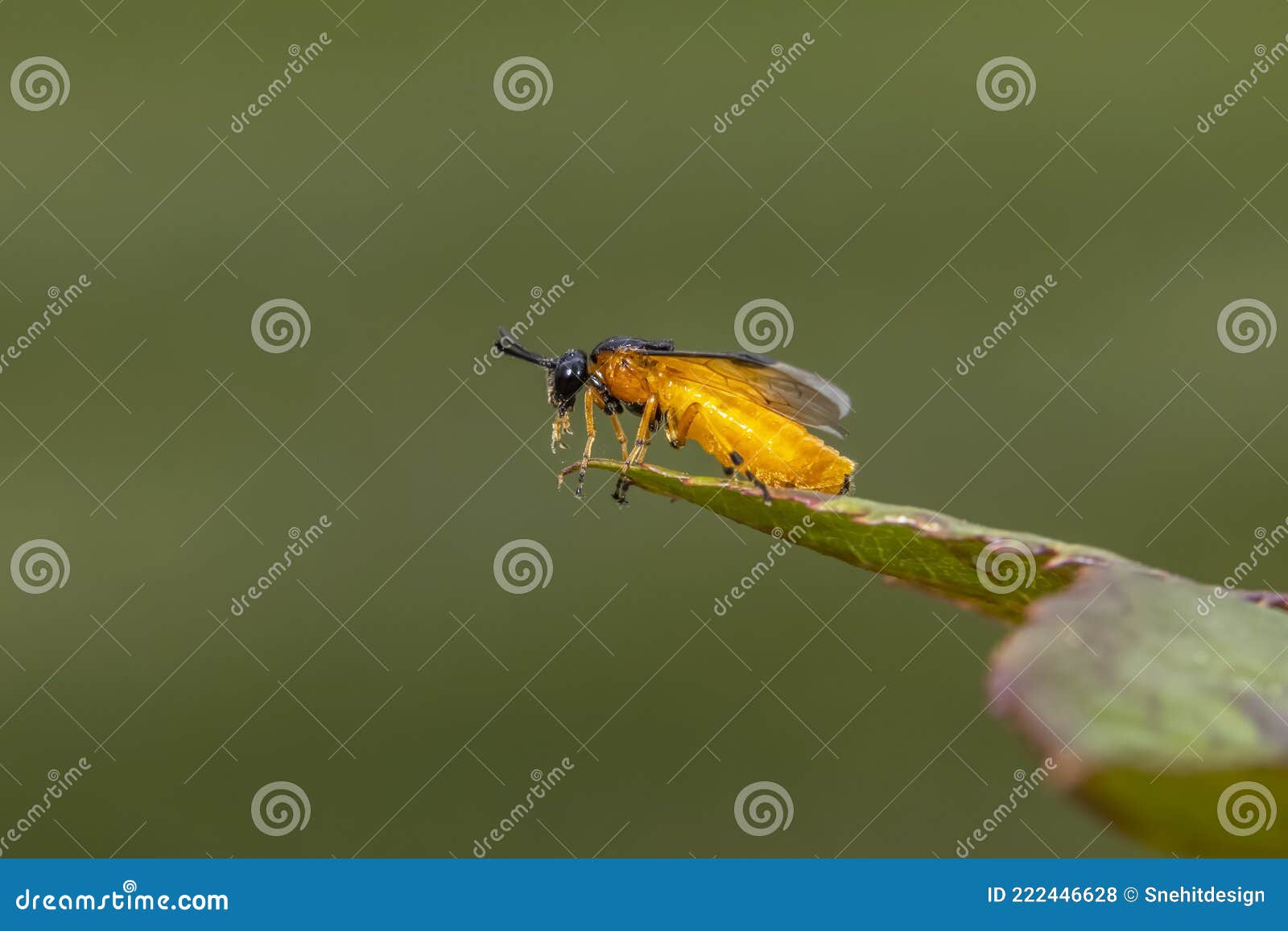 A Small Insect In The Flower Royalty-Free Stock Photography ...