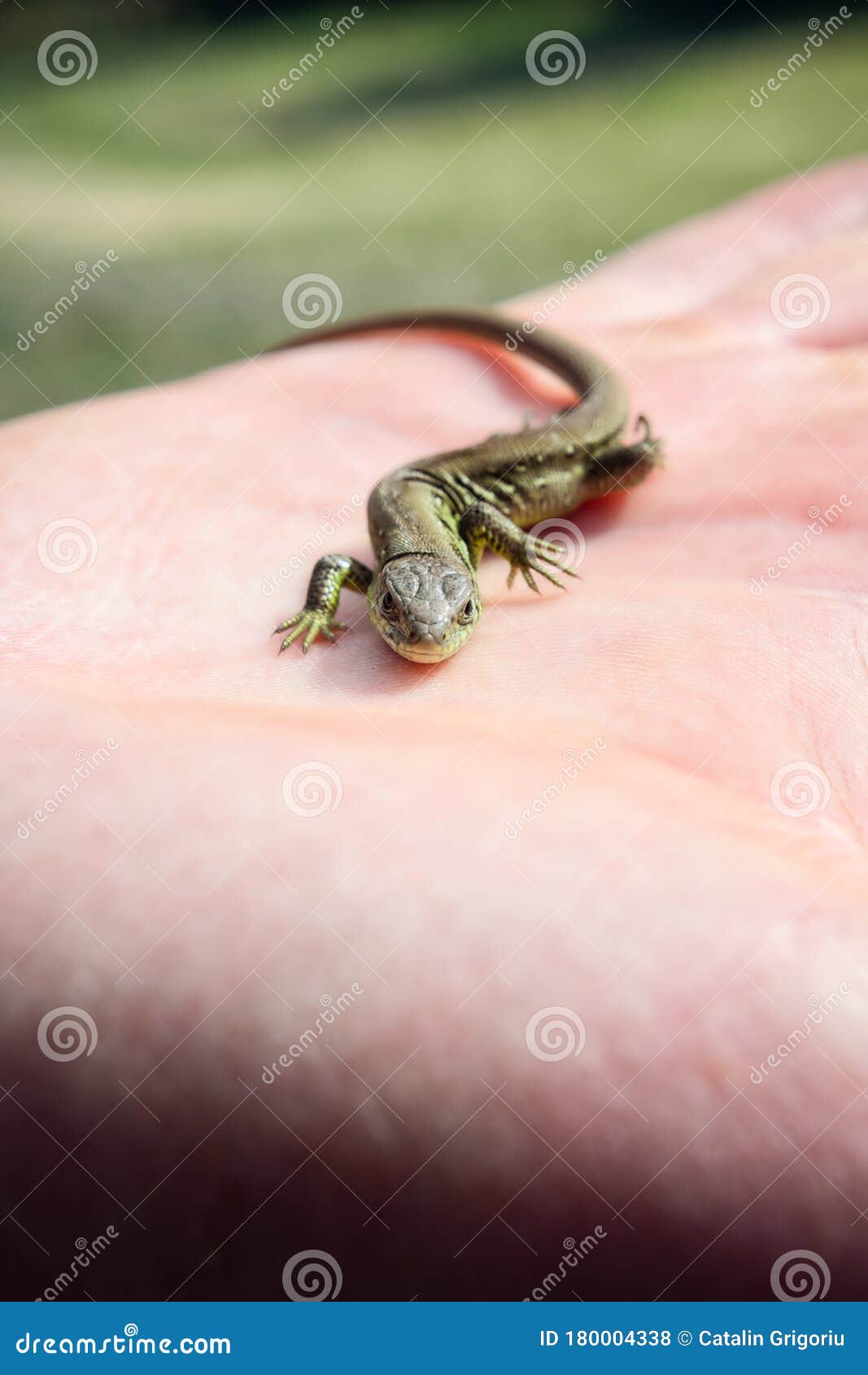 Close Up Shot of a Small Lizard Sitting on a Human Hand. Stock Photo ...
