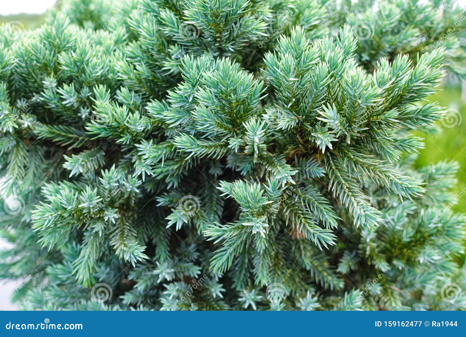 Close Up Shot of the Small Young Pine Trees Stock Image - Image of ...