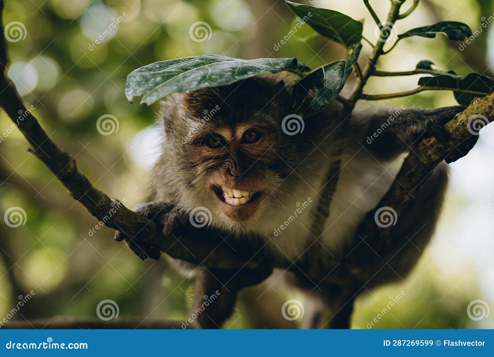 Close Up Shot of Smiling with Teeth Monkey Hanging on Branch Stock ...
