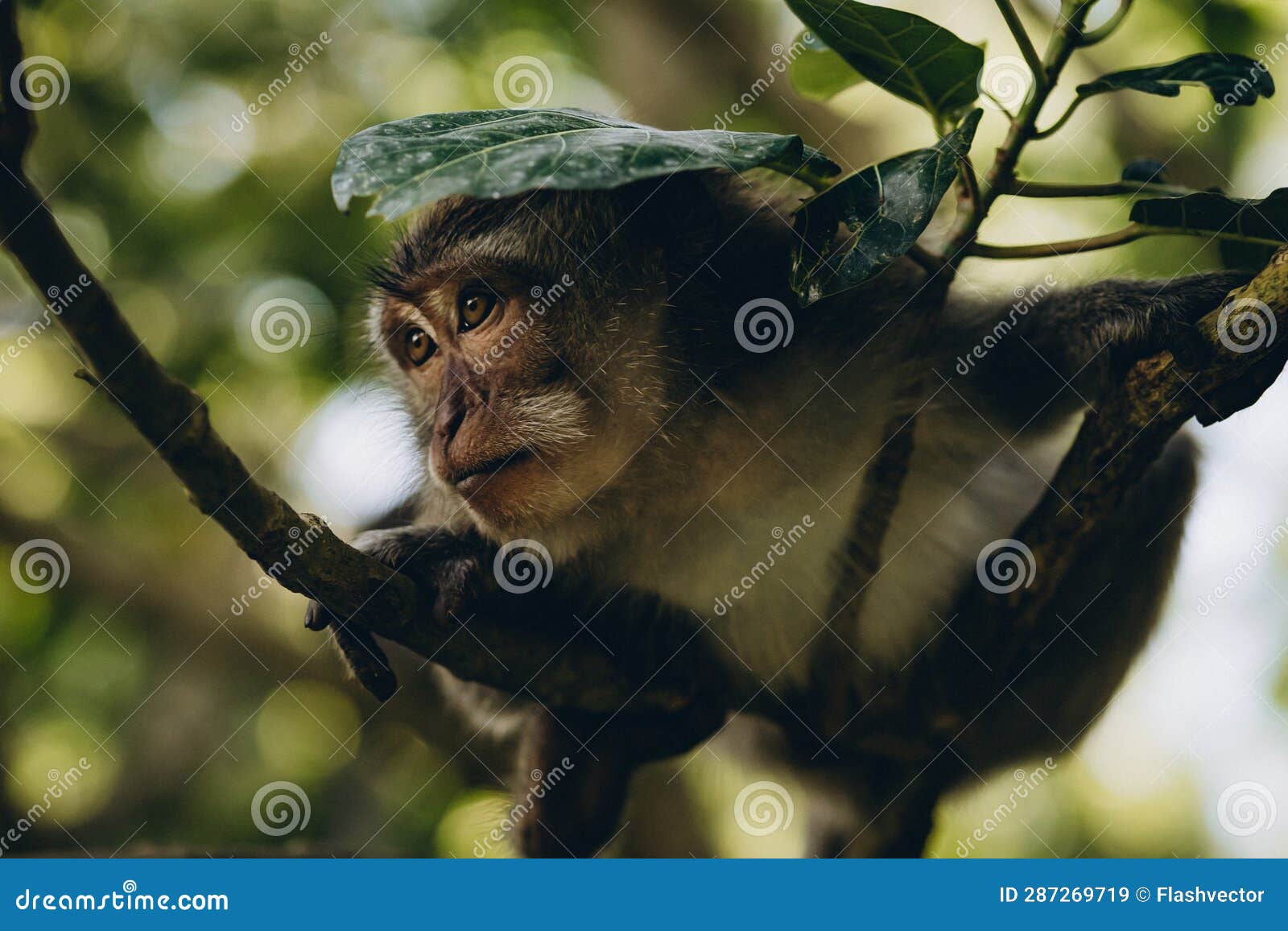 Close Up Shot of Smiling with Teeth Monkey Hanging on Branch Stock ...