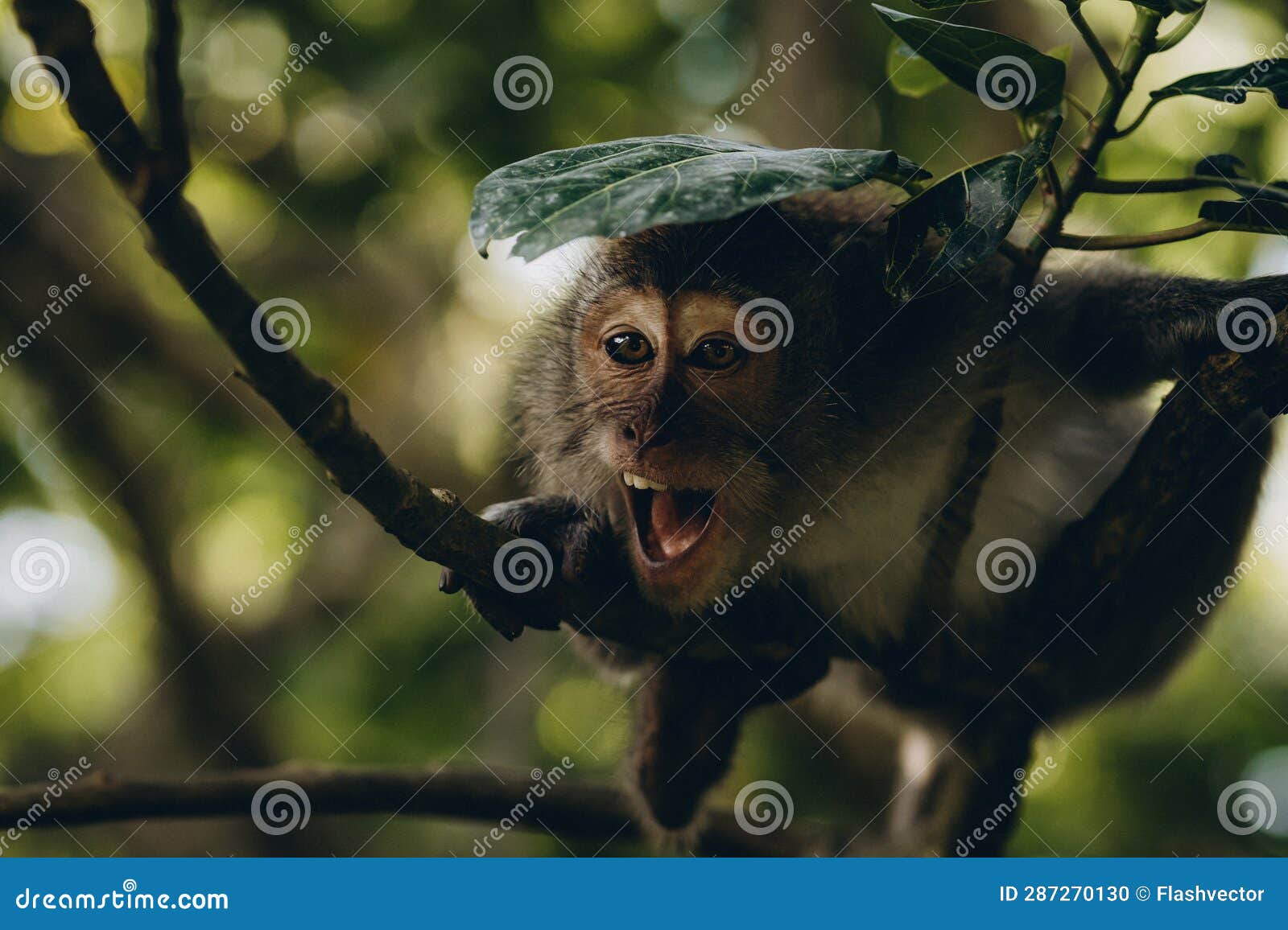 Close Up Shot of Smiling with Teeth Monkey Hanging on Branch Stock ...