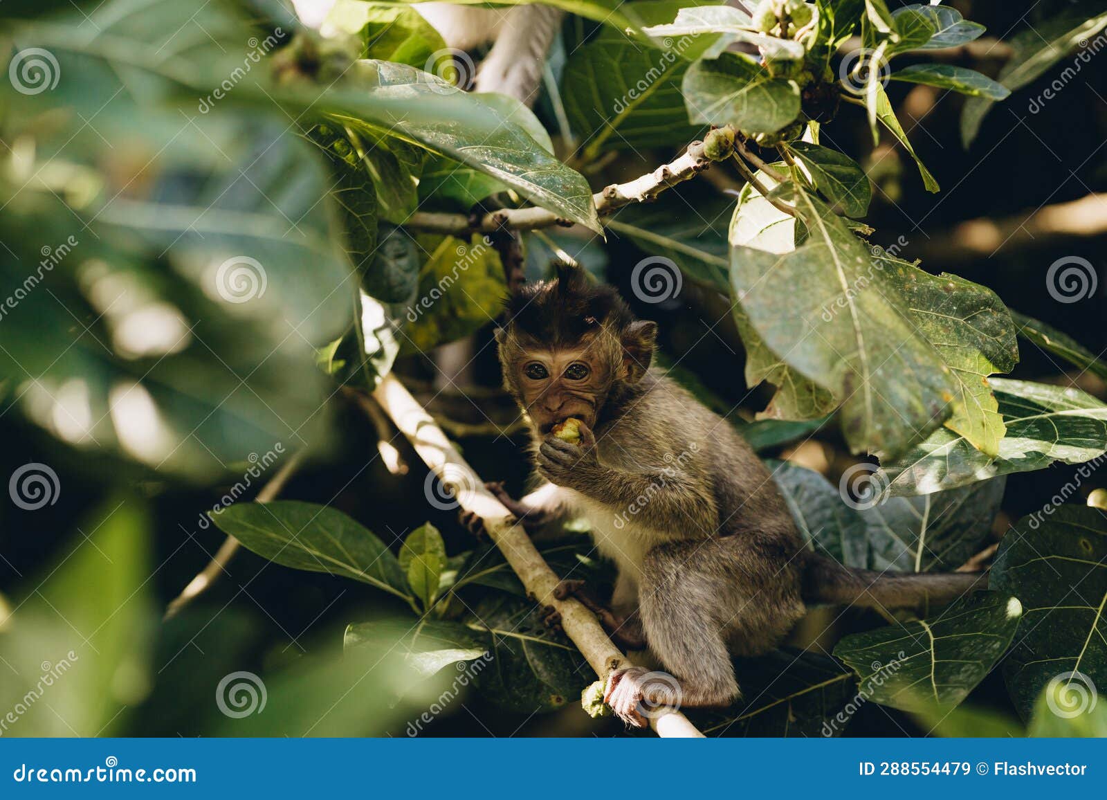 Close Up Shot of Smiling with Teeth Monkey Hanging on Branch Stock ...