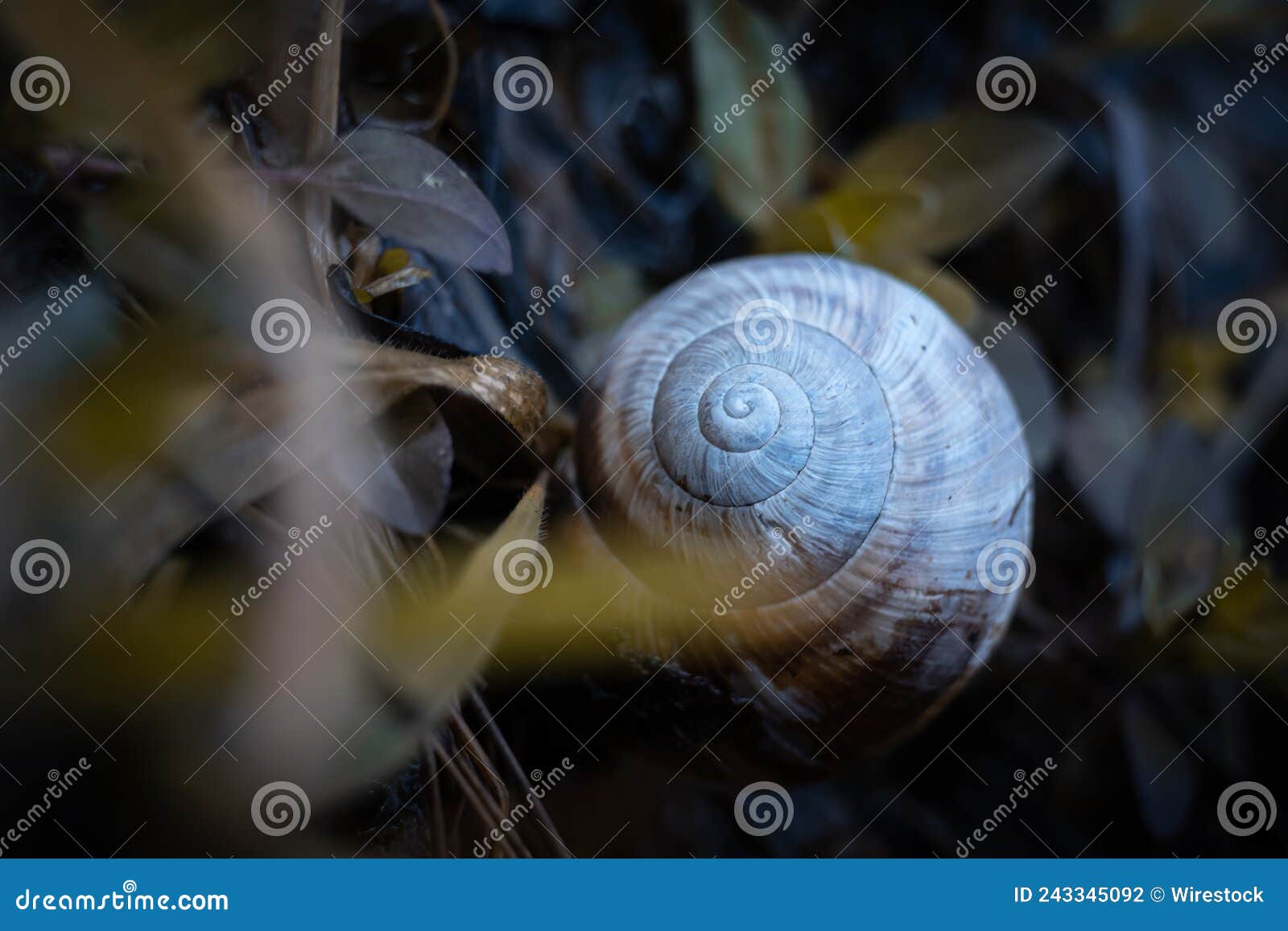 Close-up Shot of a Snail Hiding Inside a Shell in the Woods in Fall ...