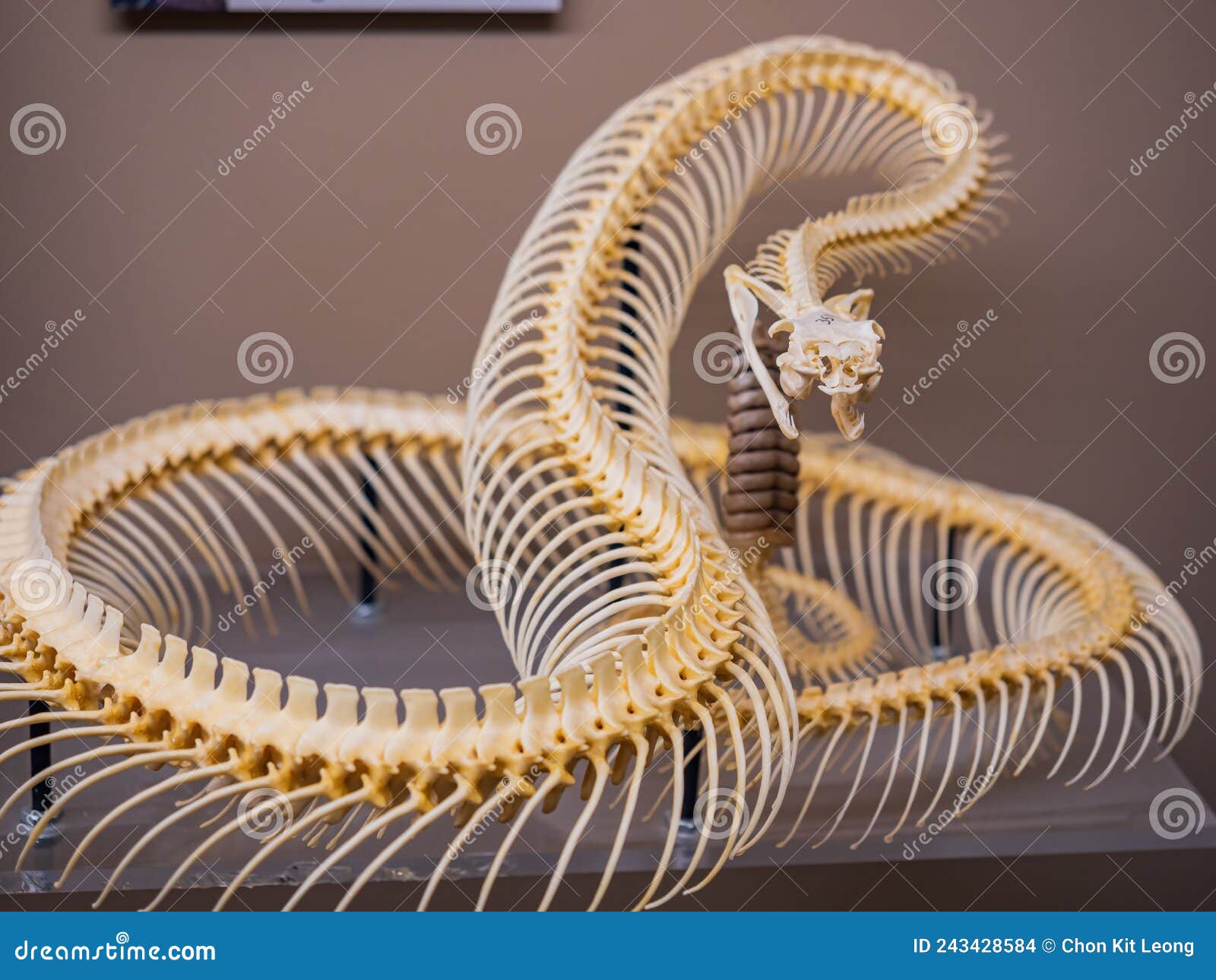 Close Up Shot of a Snake Bone in the Museum of Osteology Editorial ...