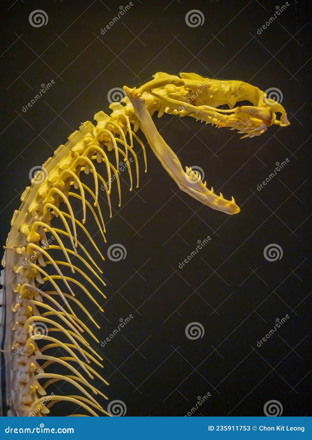 Close Up Shot of a Snake Bone Structure Stock Image - Image of wildlife ...
