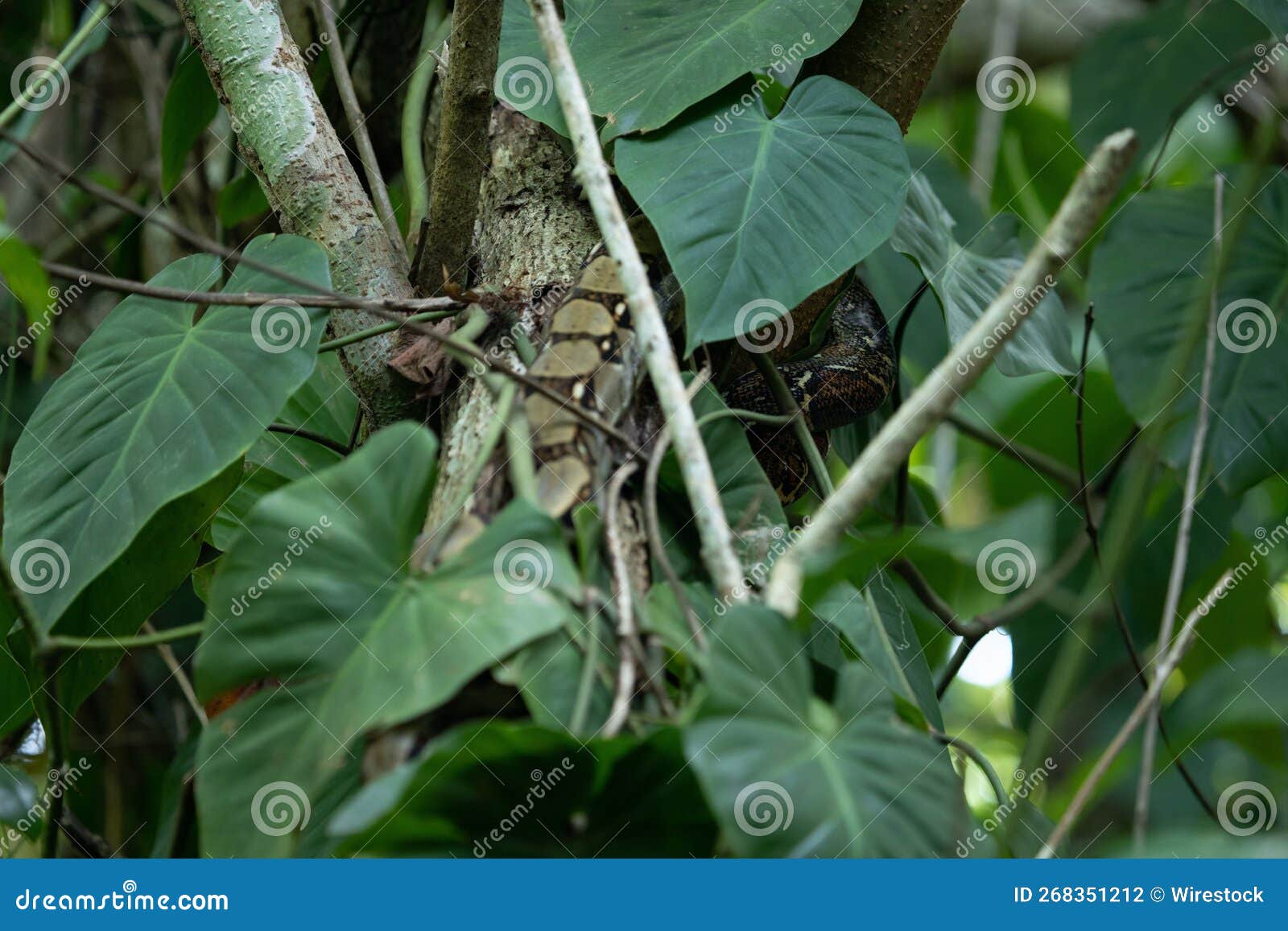 Close-up Shot of a Snake Hiding Behind Leaves Stock Photo - Image of ...