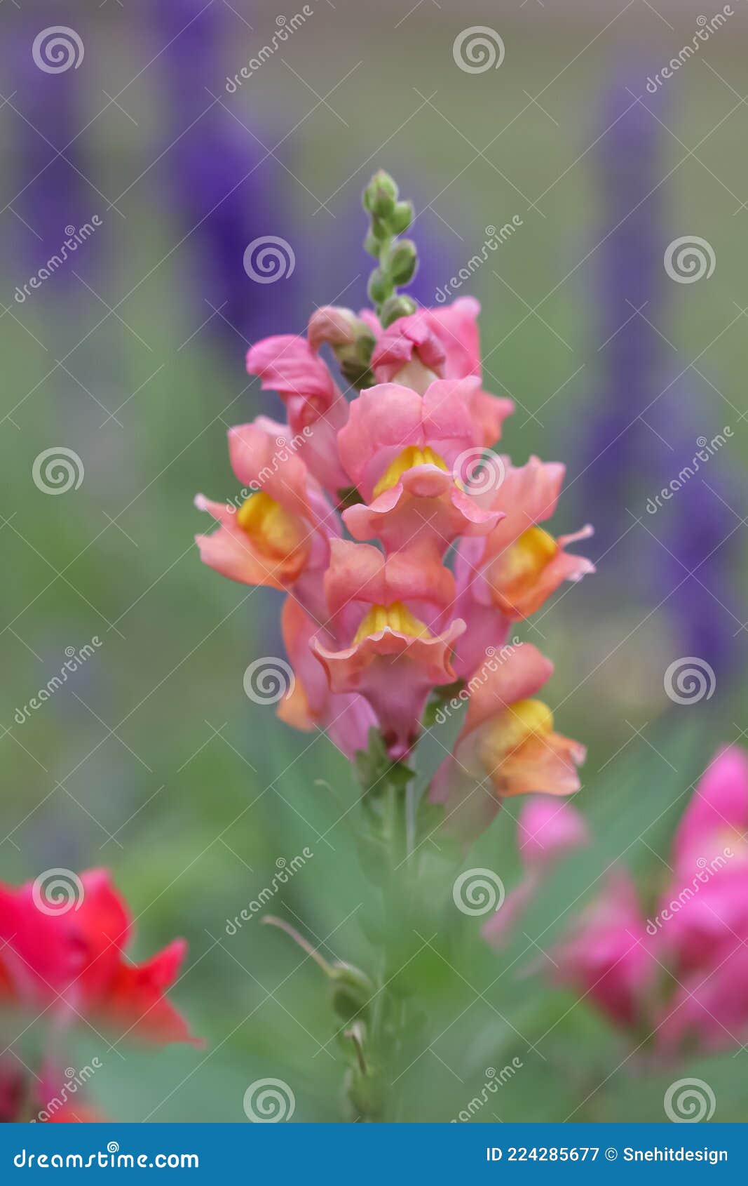 Close Up Shot of Snap Dragon Flower Stock Image - Image of dragon ...
