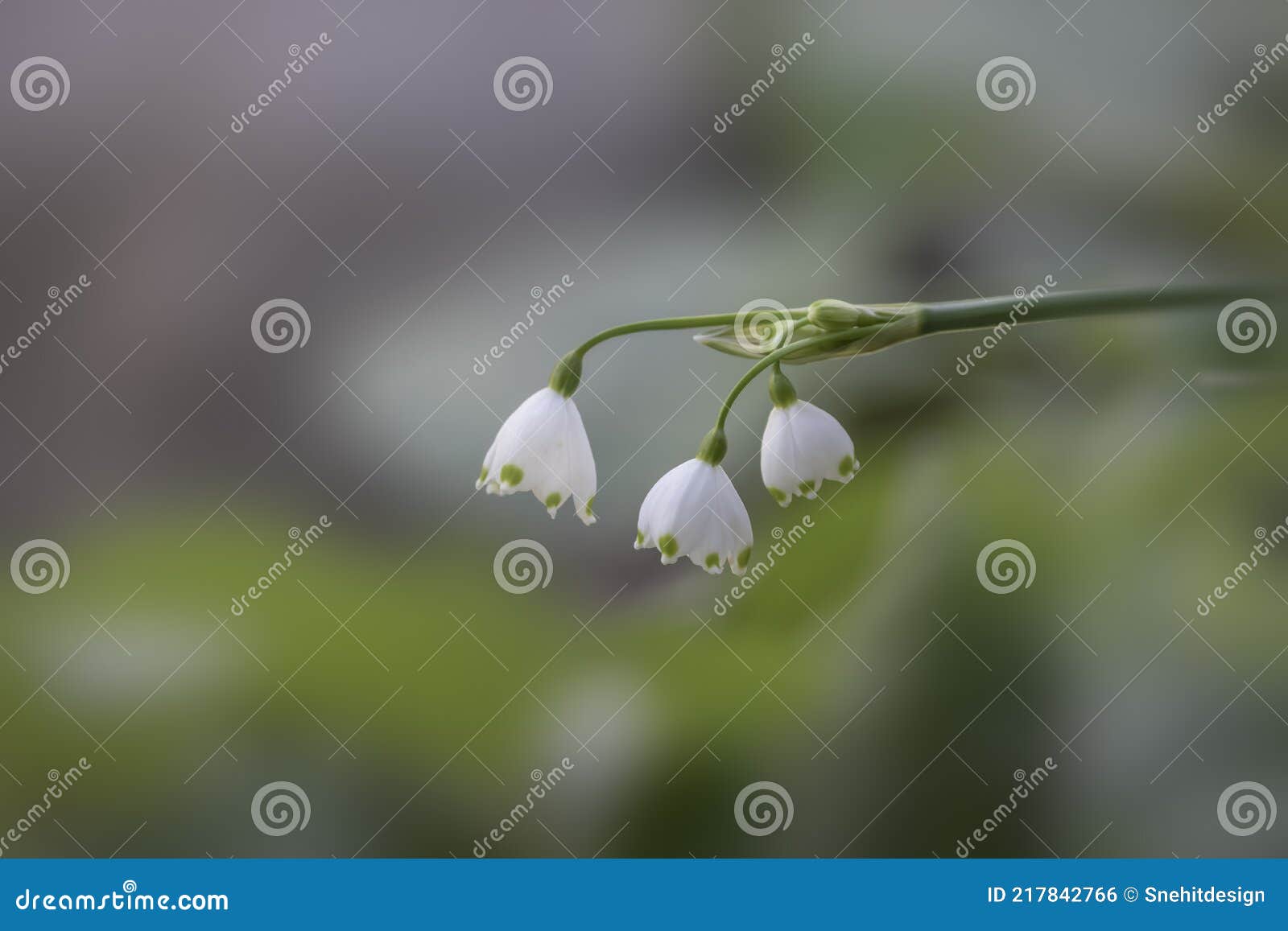 Close Up Shot of Snow Drop Flowers Stock Photo - Image of garden ...