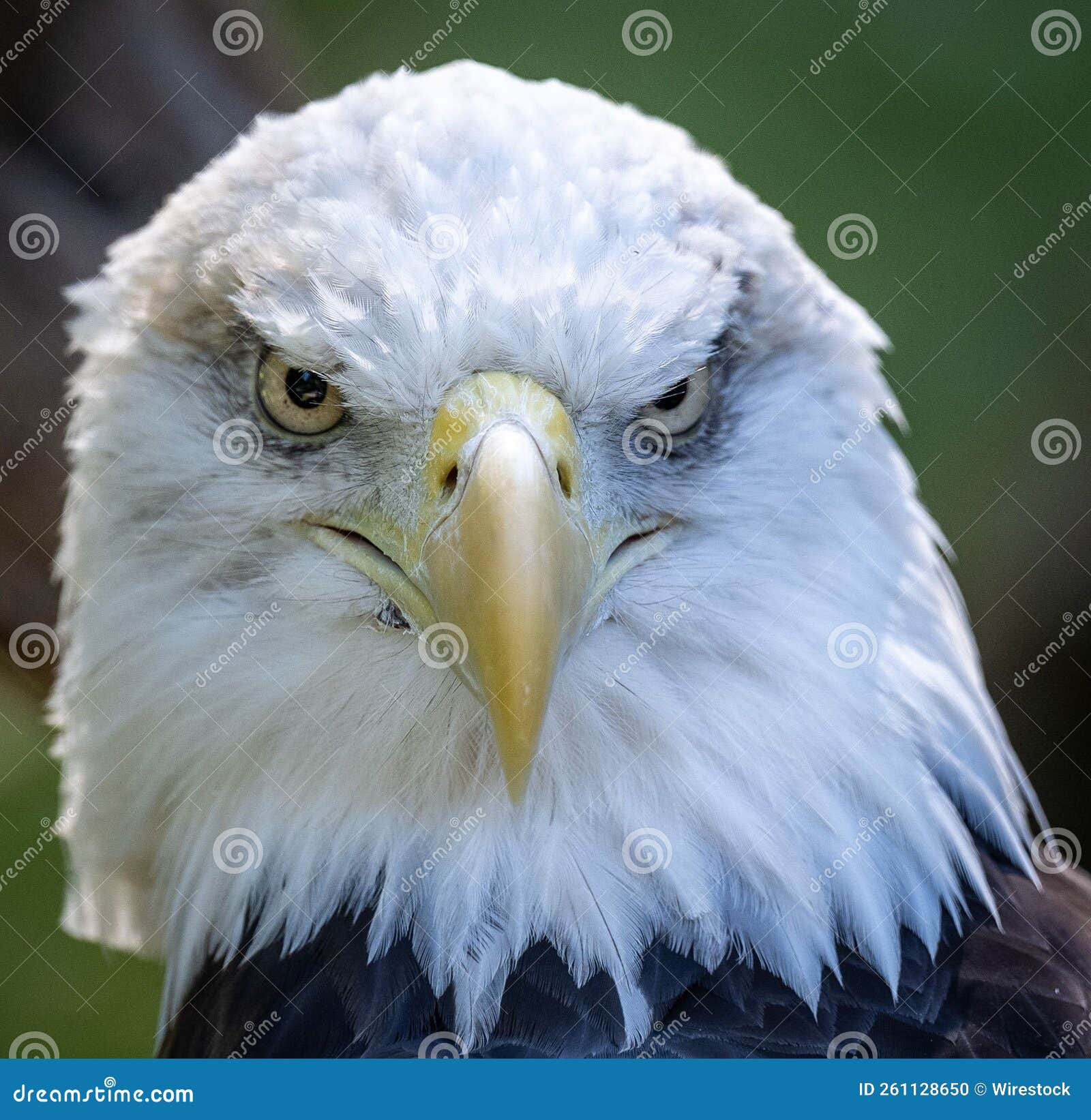 Close Up Shot of a Southern Bald Eagle Stock Photo - Image of feathers ...