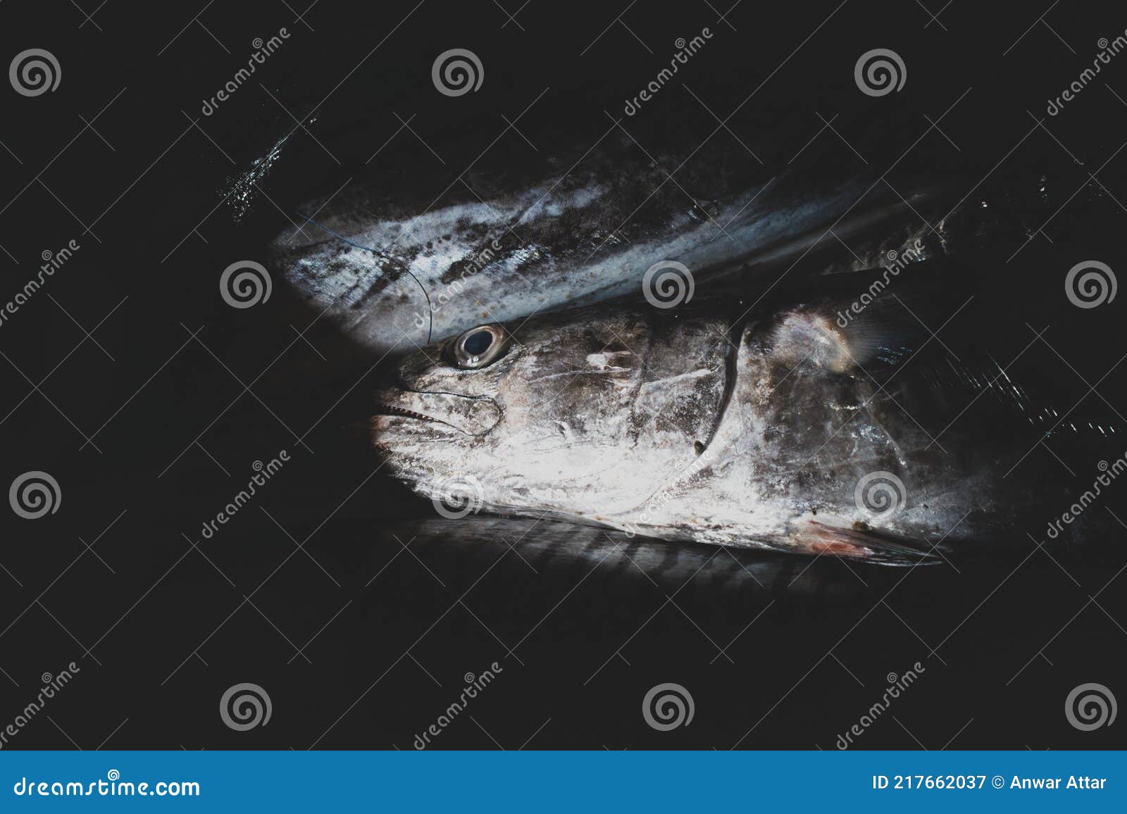 Close Up Shot of Spanish Mackerel Fish Background Stock Image - Image ...