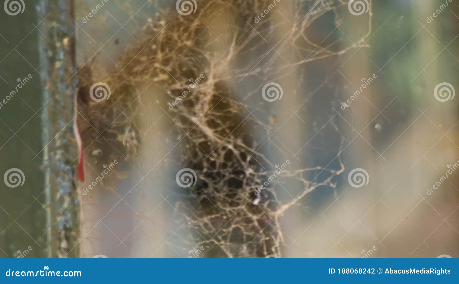 Spider web and stairs shot stock footage. Video of thread - 108068242