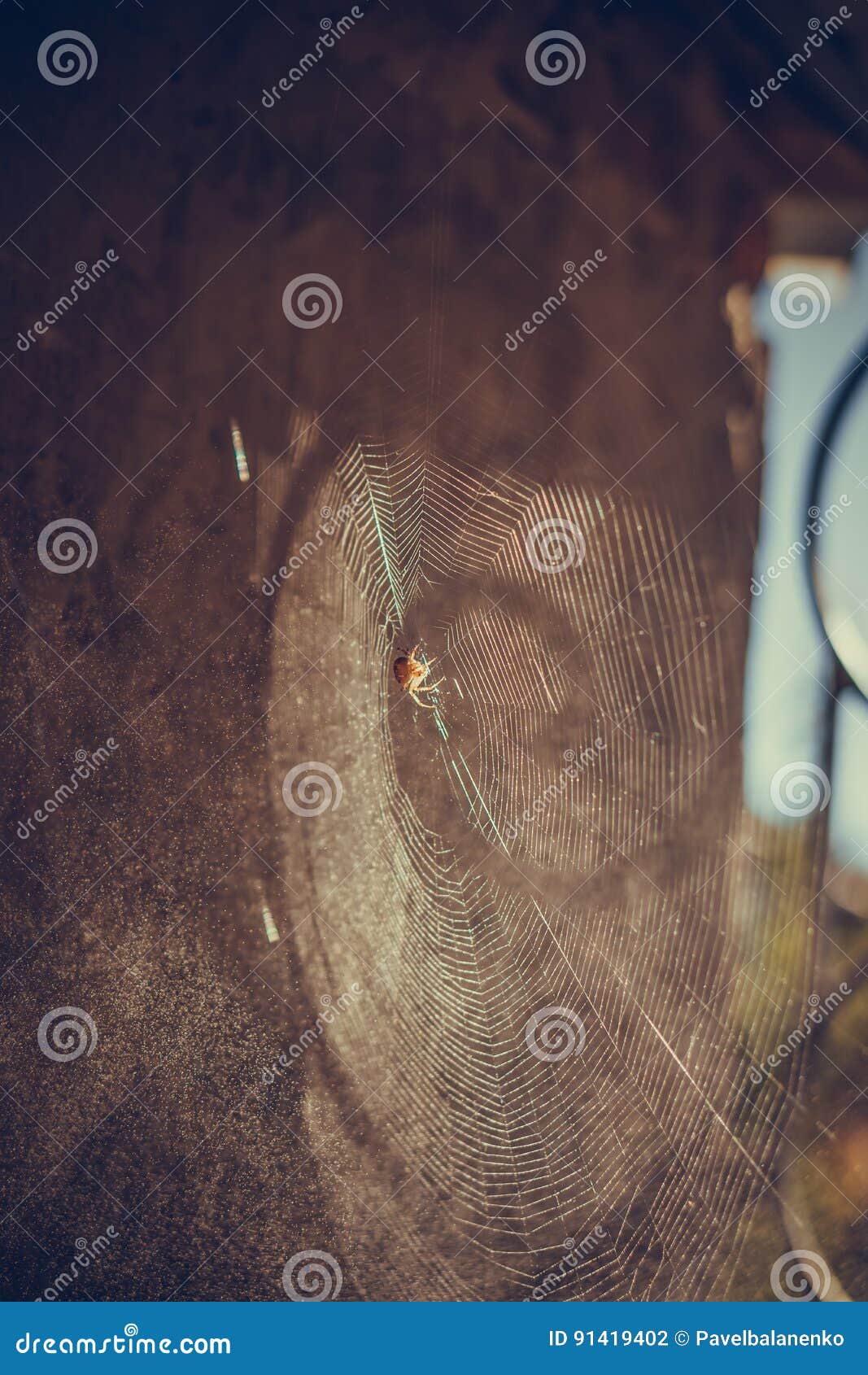 Close-up Shot of Spider Web and Flying Dust in Sunlight Stock Photo ...