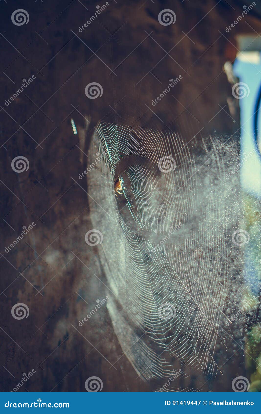 Close-up Shot of Spider Web and Flying Dust in Sunlight Stock Image ...