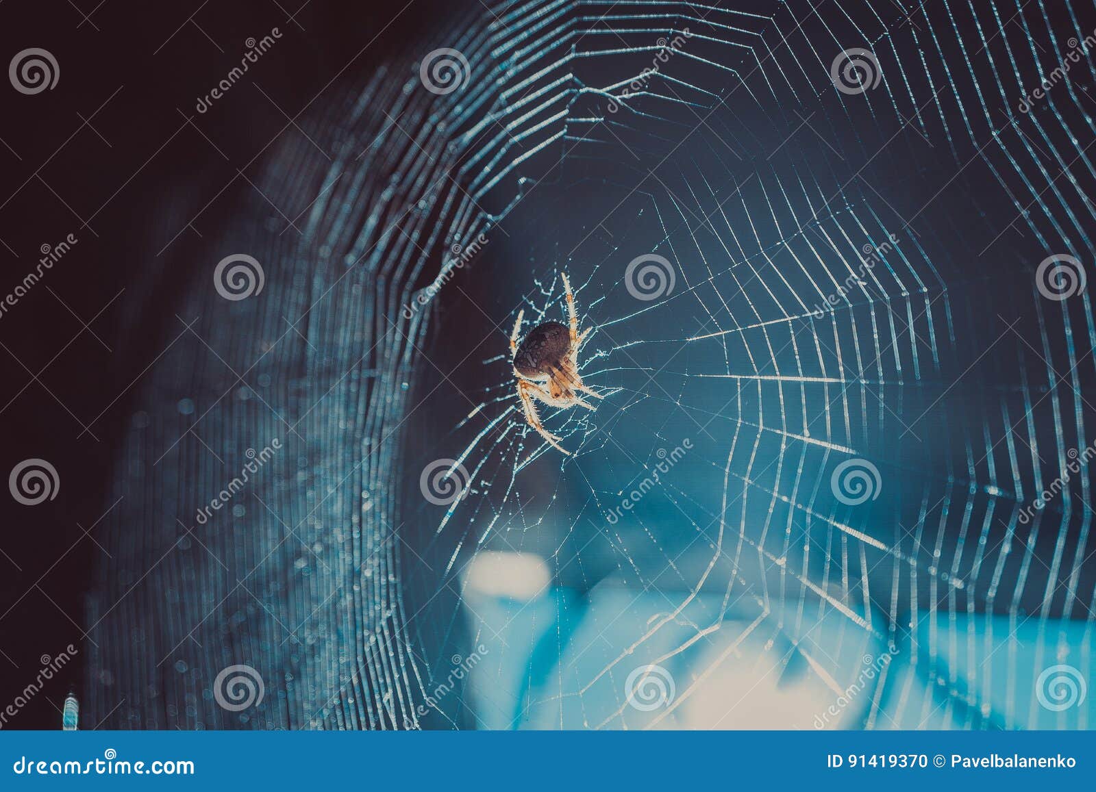 Close-up Shot of Spider Web and Flying Dust in Sunlight Stock Photo ...