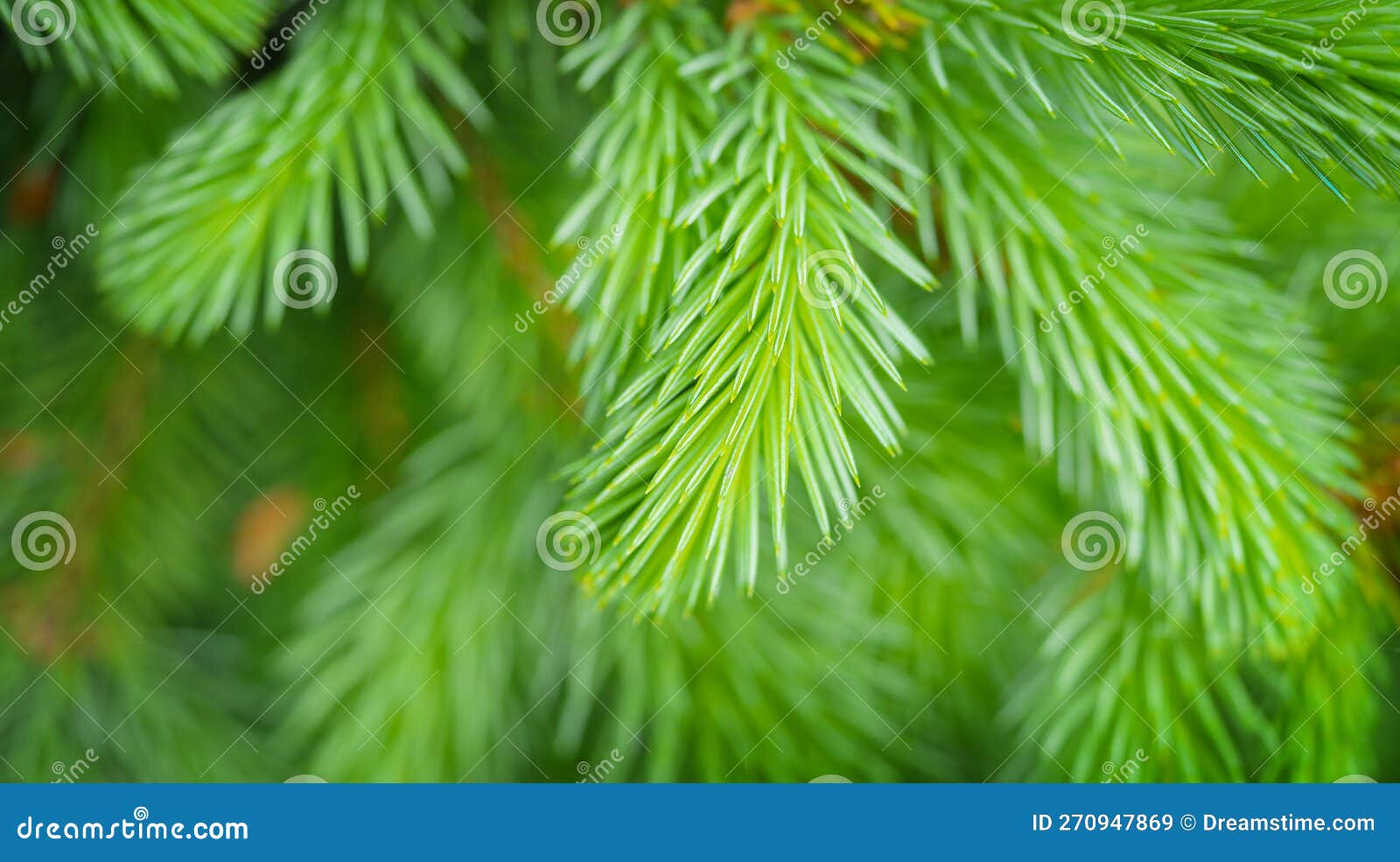Close Up Shot of Spruce Shoots Growth. Spring Background Stock Image ...