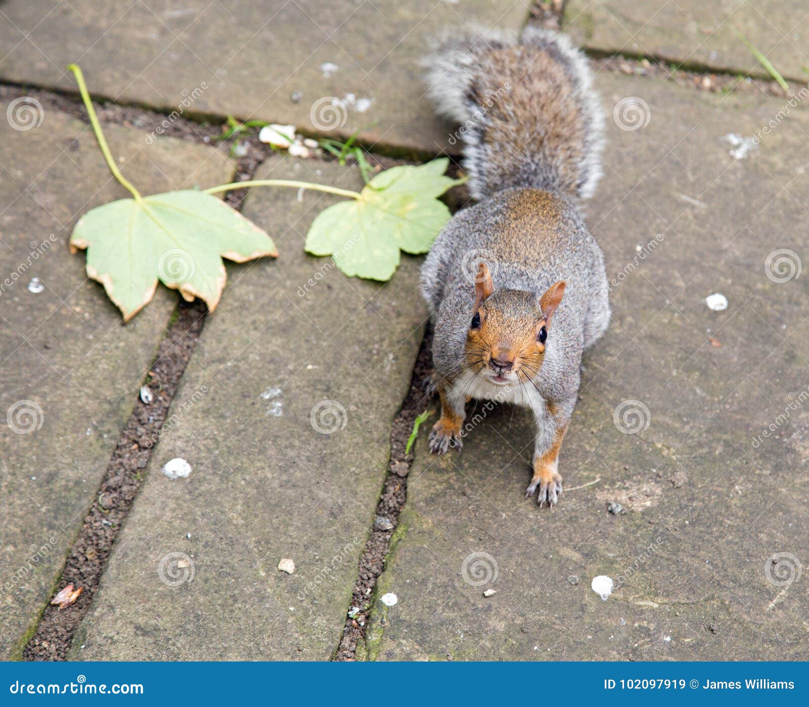 A Close Up Shot of a Grey Squirrel Looking Up at the Camera Stock Image ...