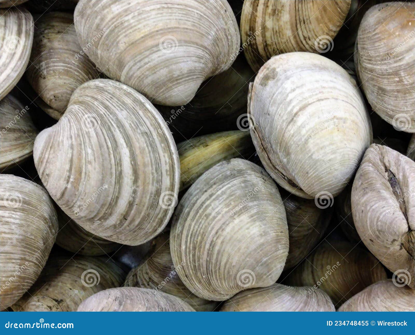 Close-up Shot of a Stack of Closed Beautiful Shells in Nature Stock ...
