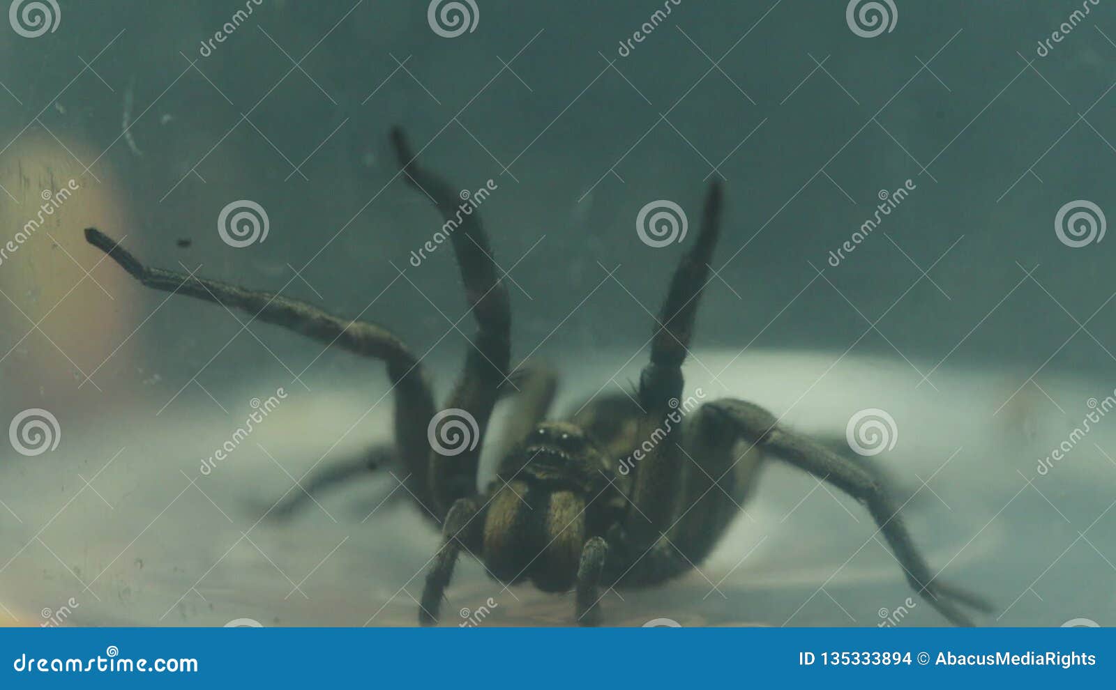 Close Up of Spider in Plastic Container Stock Footage - Video of fangs ...
