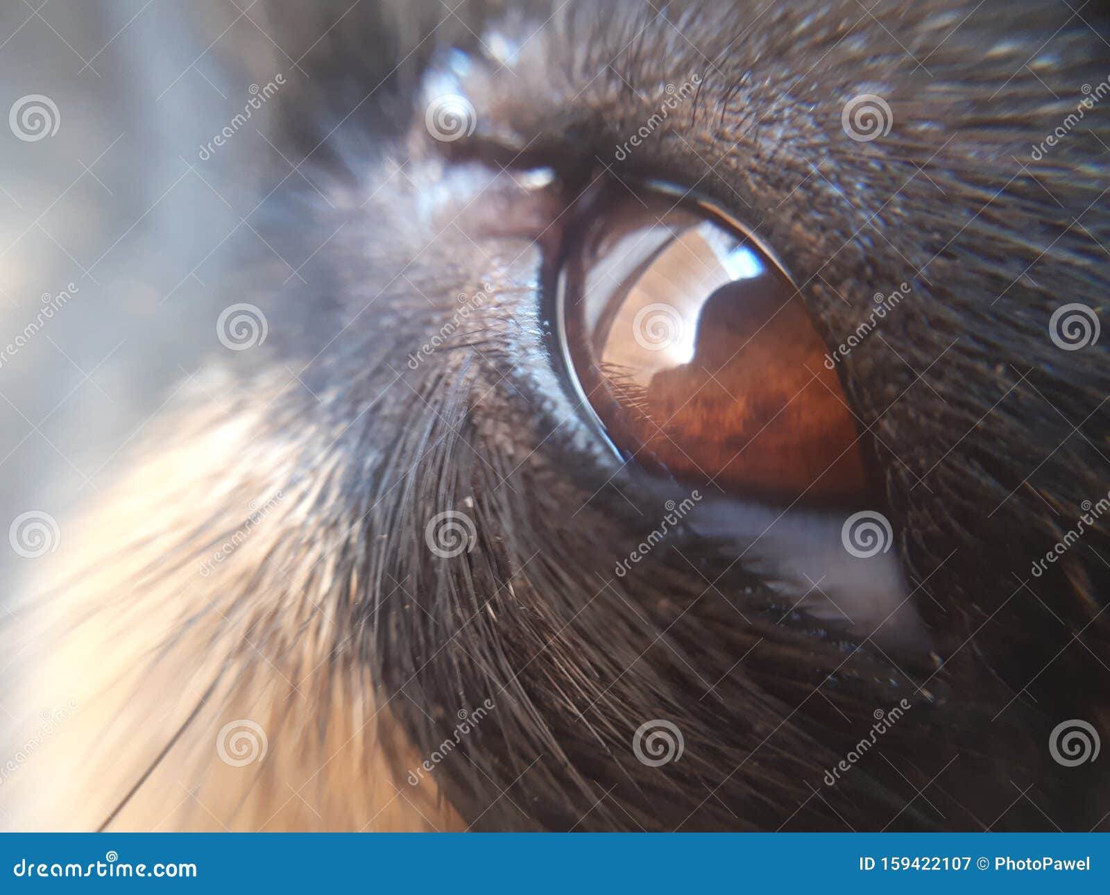 Close Up Shot of Stray Dog Eyes Stock Image - Image of guilt, eyeball ...