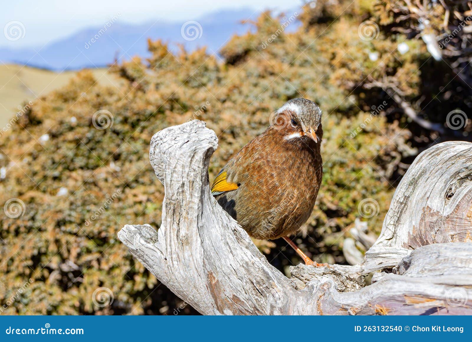 Close Up Shot of Taiwan Laughing Thrush Stock Photo - Image of bird ...