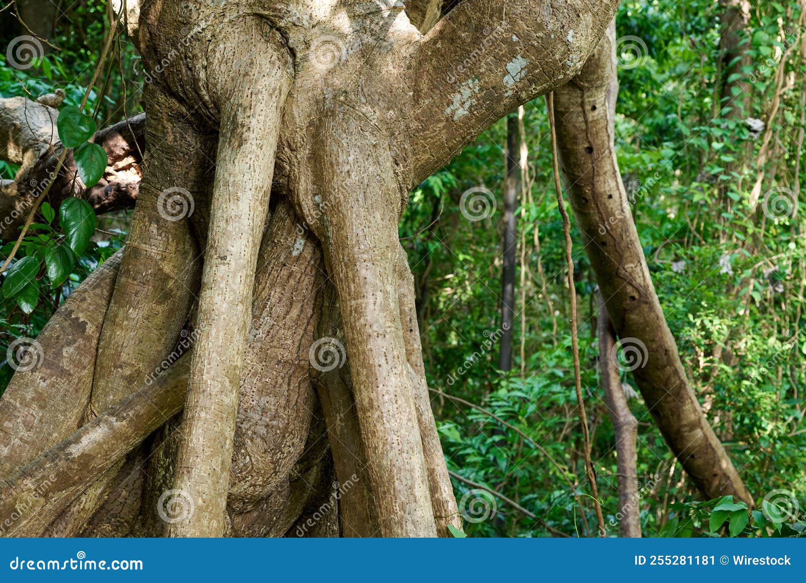 Close-up Shot of Tangled Tree Trunks Stock Image - Image of environment ...