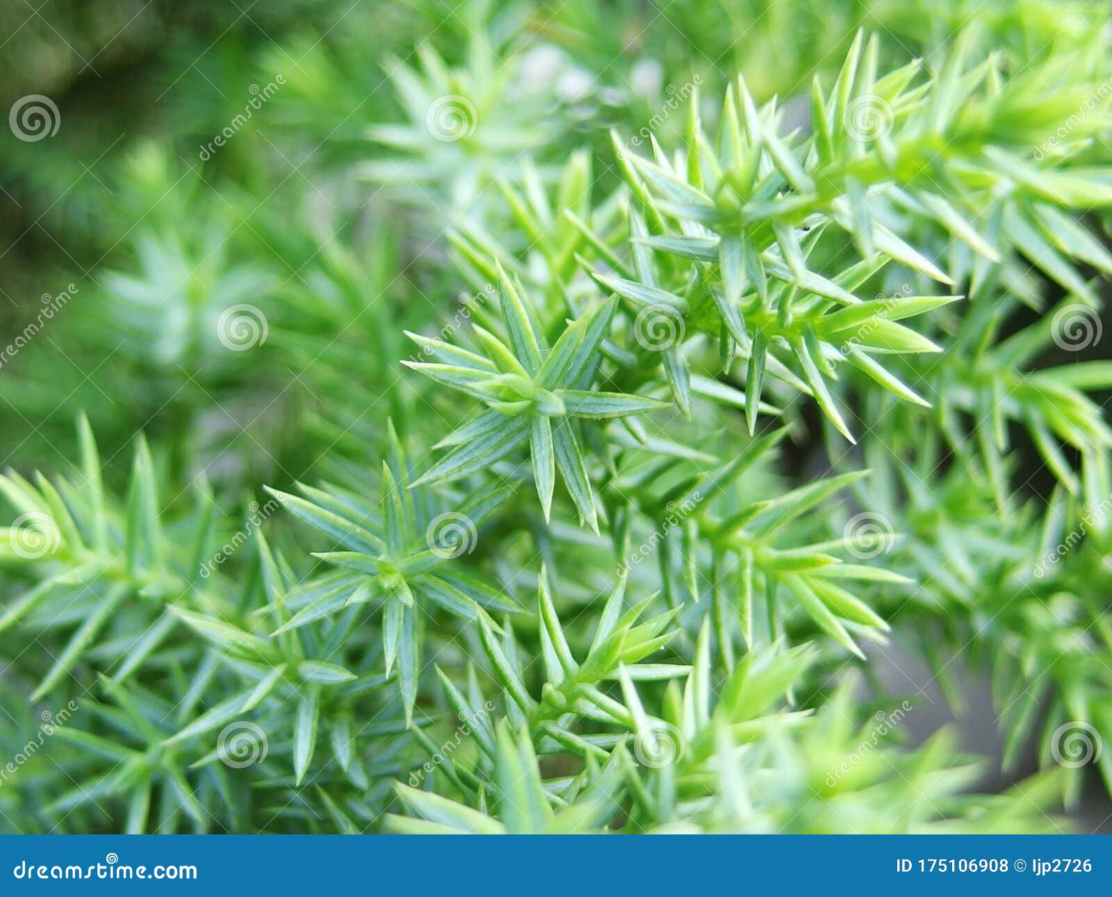 Close Up Shot of Temple Juniper Stock Photo - Image of blur, evergreen ...