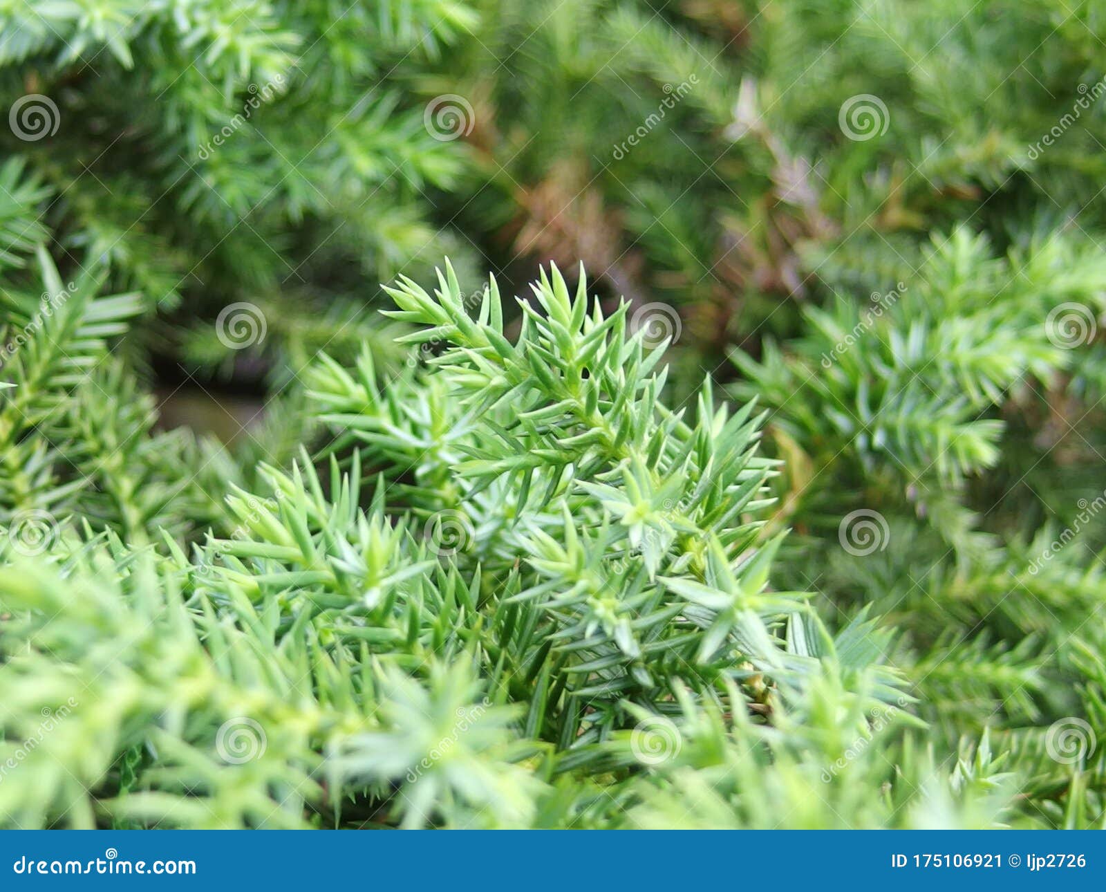 Close Up Shot of Temple Juniper Stock Image - Image of chinese, dwarf ...