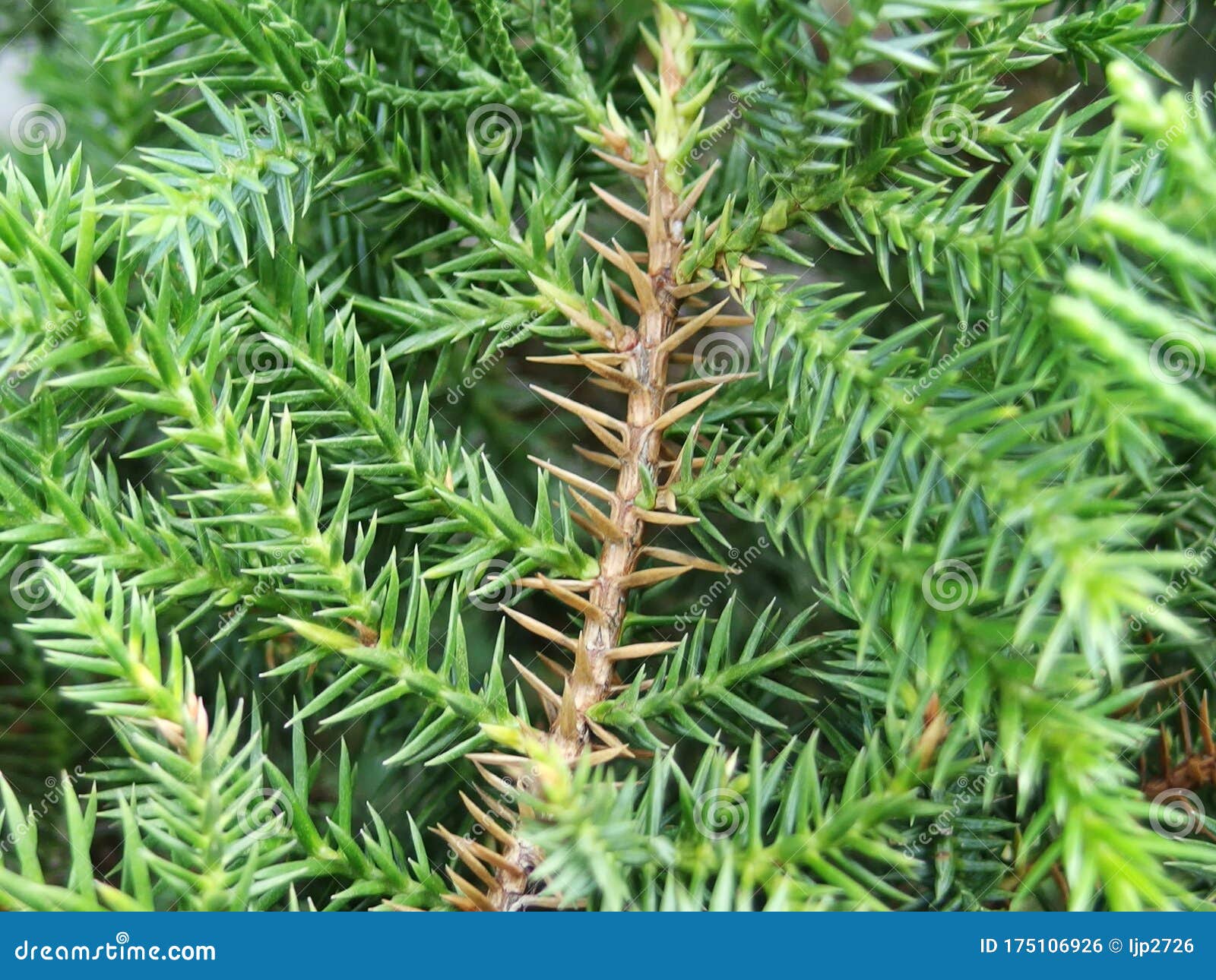 Close Up Shot of Temple Juniper Stock Photo - Image of leafs, japanese ...
