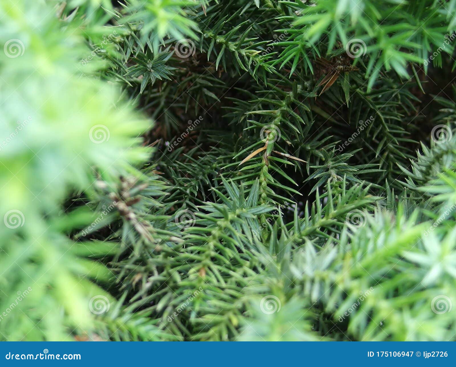 Close Up Shot of Temple Juniper Stock Image - Image of leafs, hobby ...