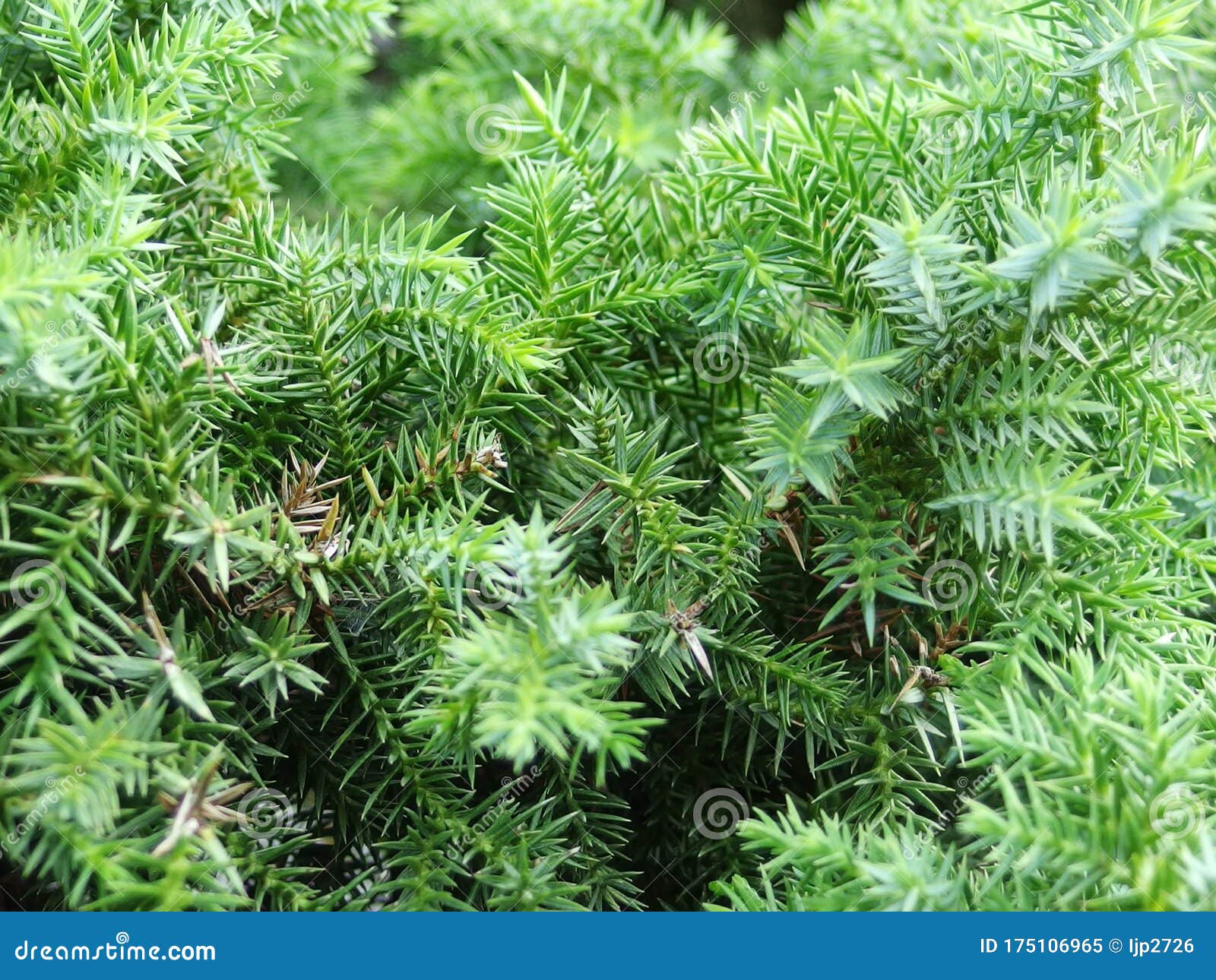 Close Up Shot of Temple Juniper Stock Image - Image of lose, blur ...