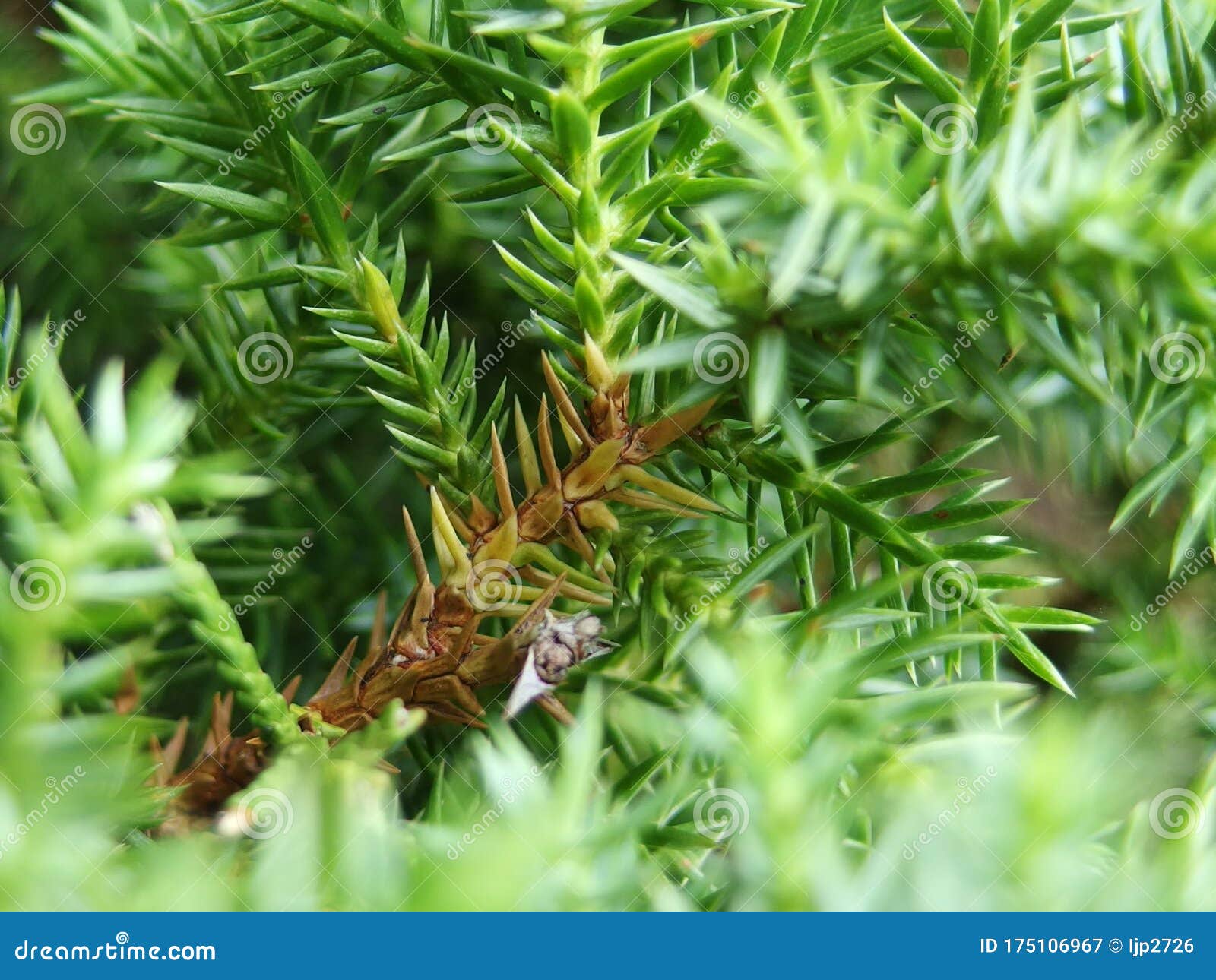 Close Up Shot of Temple Juniper Stock Image - Image of juniper, china ...