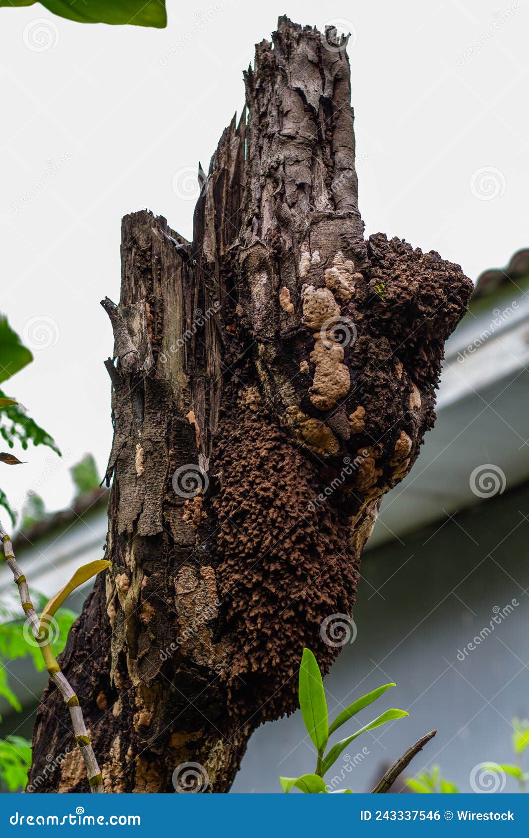 Close-up Shot a Termite Nest on a Tree Stock Photo - Image of nature ...