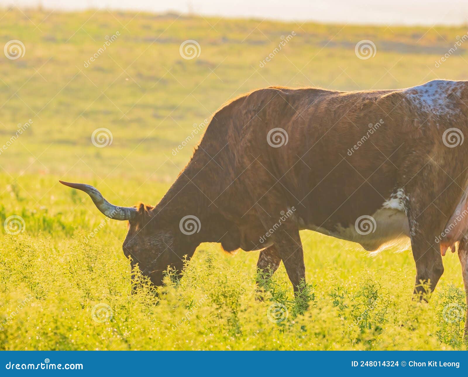 Close Up Shot of Texas Longhorn Stock Photo - Image of lawton, animal ...