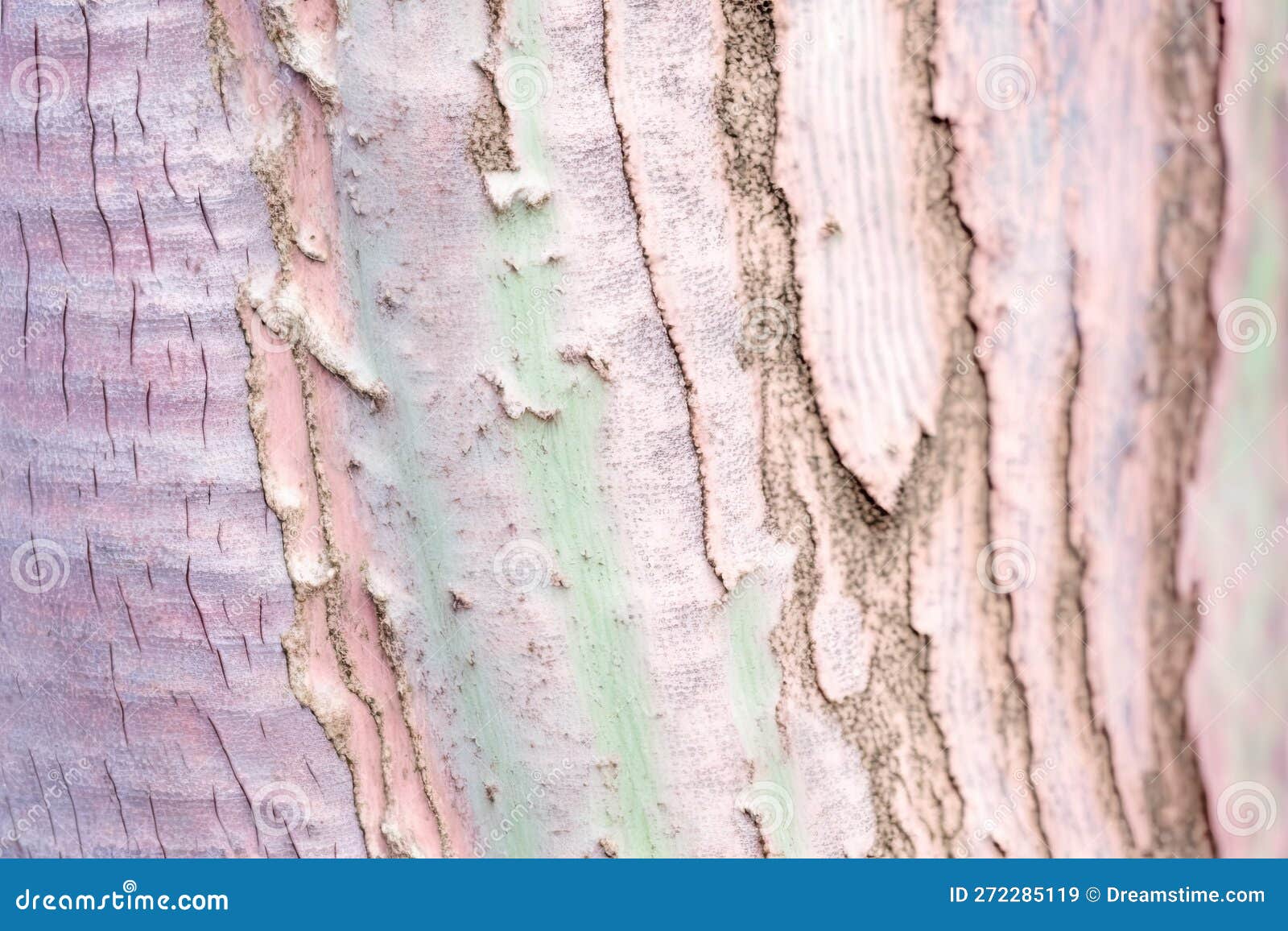 Close-up Shot of the Texture of a Tree with Pink Bark. Generated by AI ...