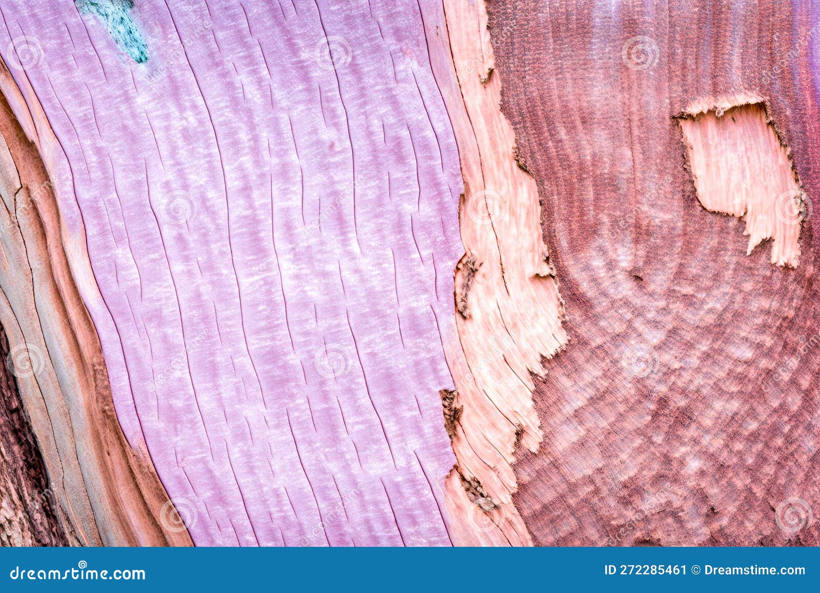 Close-up Shot of the Texture of a Tree with Pink Bark. Generated by AI ...