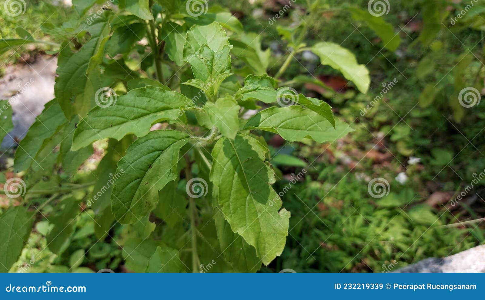 Close-up Shot of Thai Basil Trees in the Tropical Garden. Stock Image ...