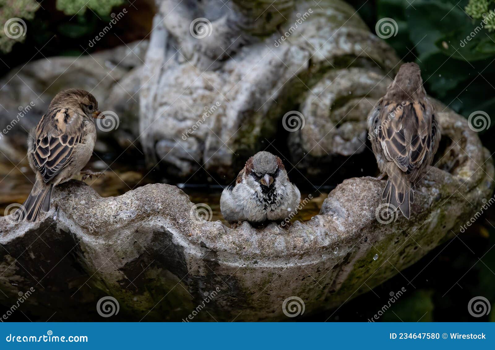 Close-up Shot of Three House Sparrows Stock Photo - Image of wild ...