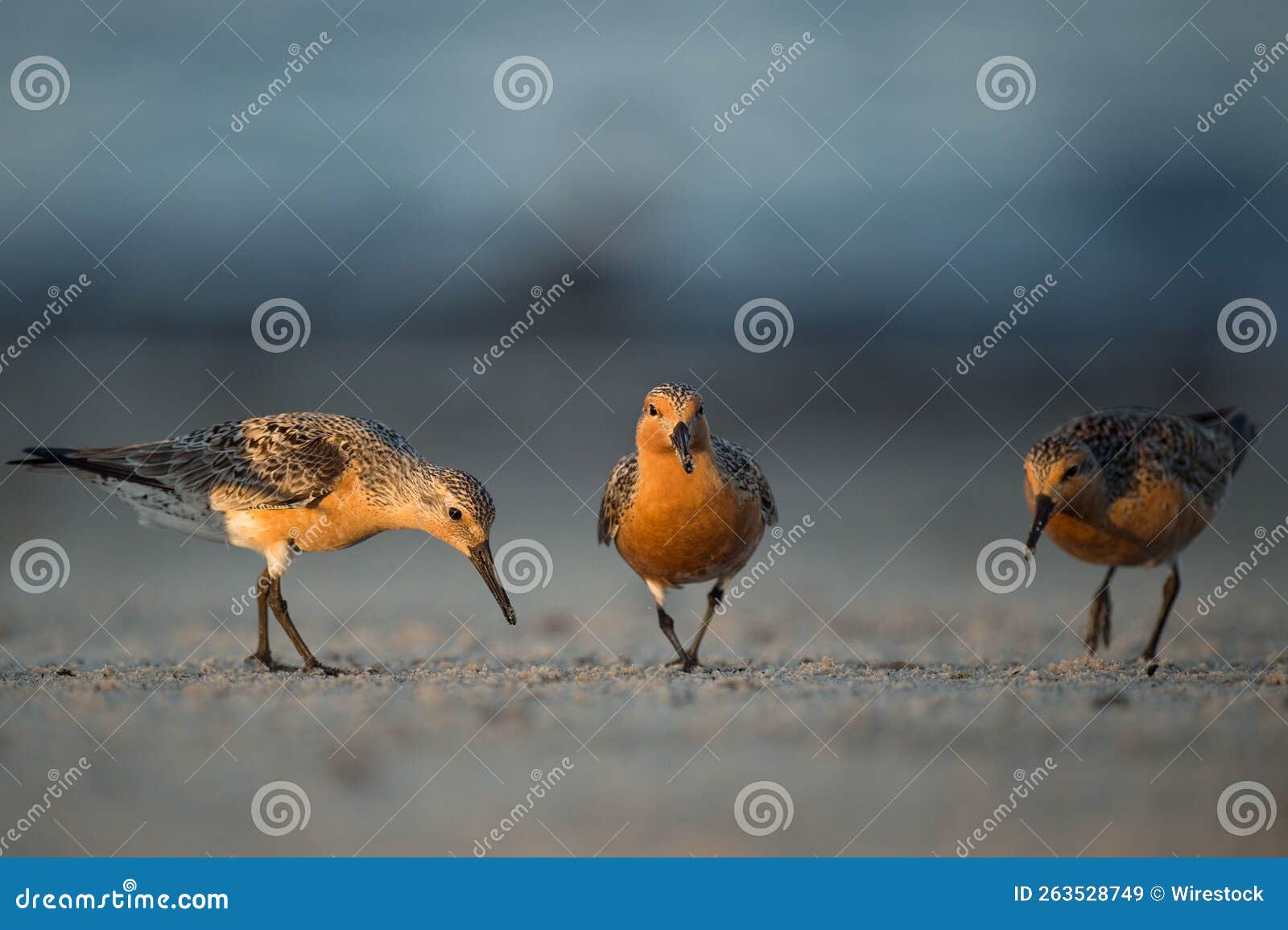 Close-up Shot of a Three Red Knots on the Coast Stock Image - Image of ...