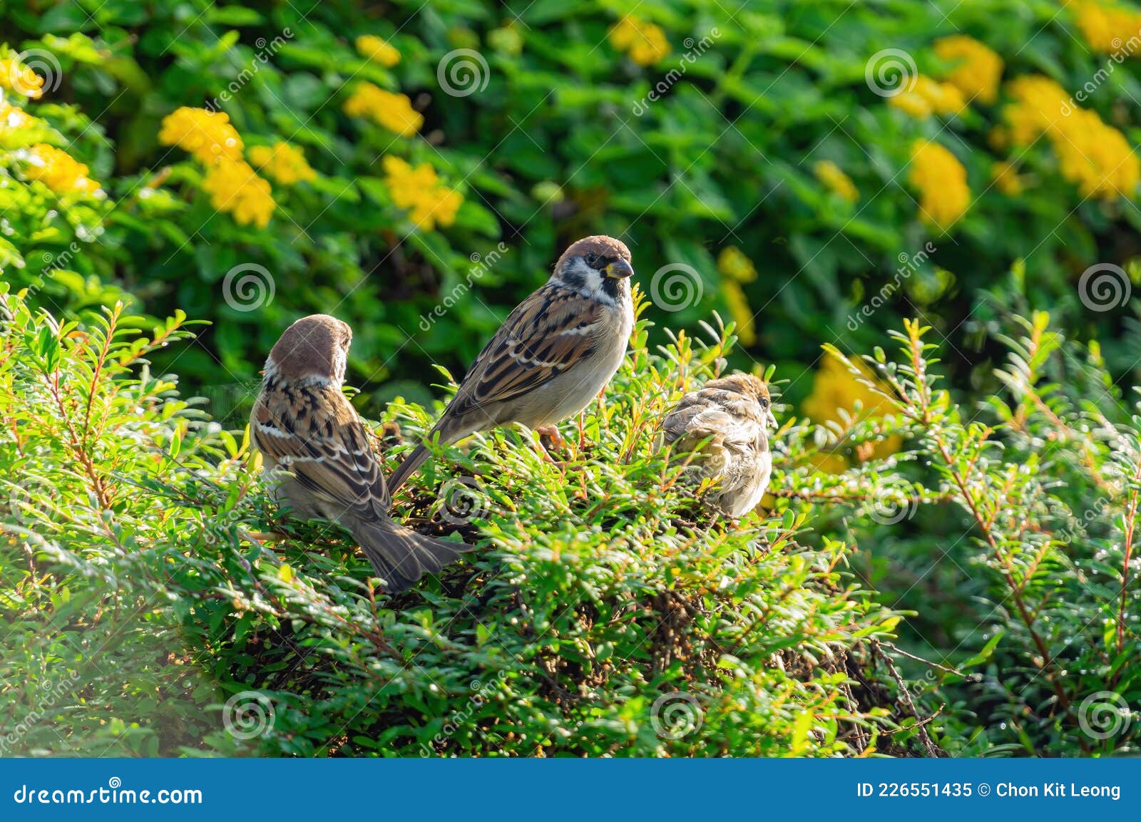 Close Up Shot of Three Sparrow on a Plant Stock Image - Image of animal ...