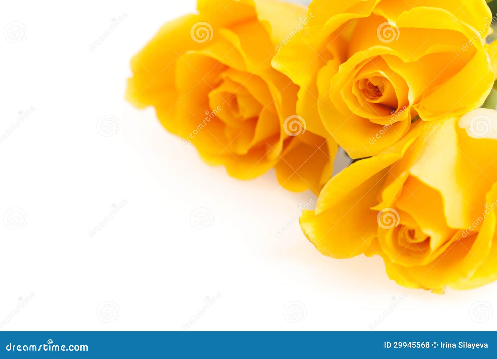 Three Yellow Roses stock photo. Image of studio, horizontal - 29945568