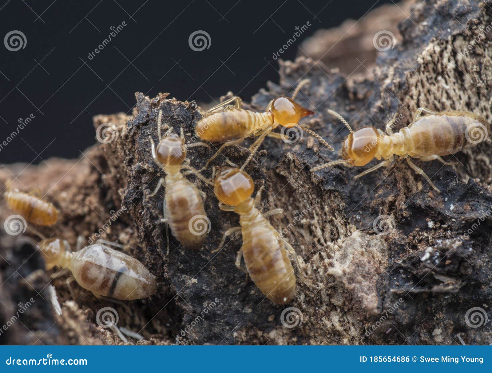 Lots of Tiny Termites on the Dried or Dead Tree Bark Stock Photo ...