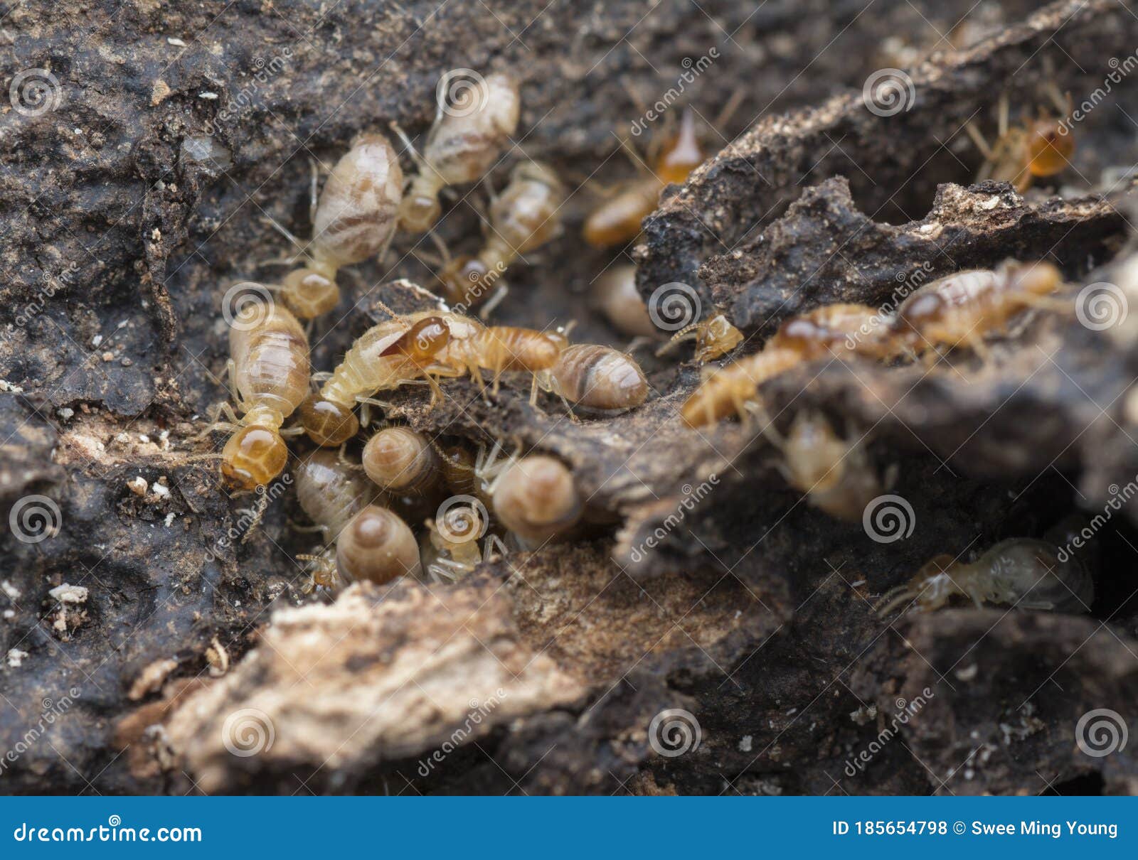 Lots of Tiny Termites on the Dried or Dead Tree Bark Stock Photo ...