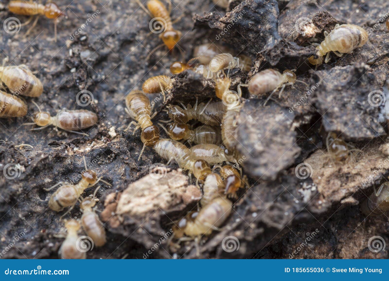 Lots of Tiny Termites on the Dried or Dead Tree Bark Stock Photo ...